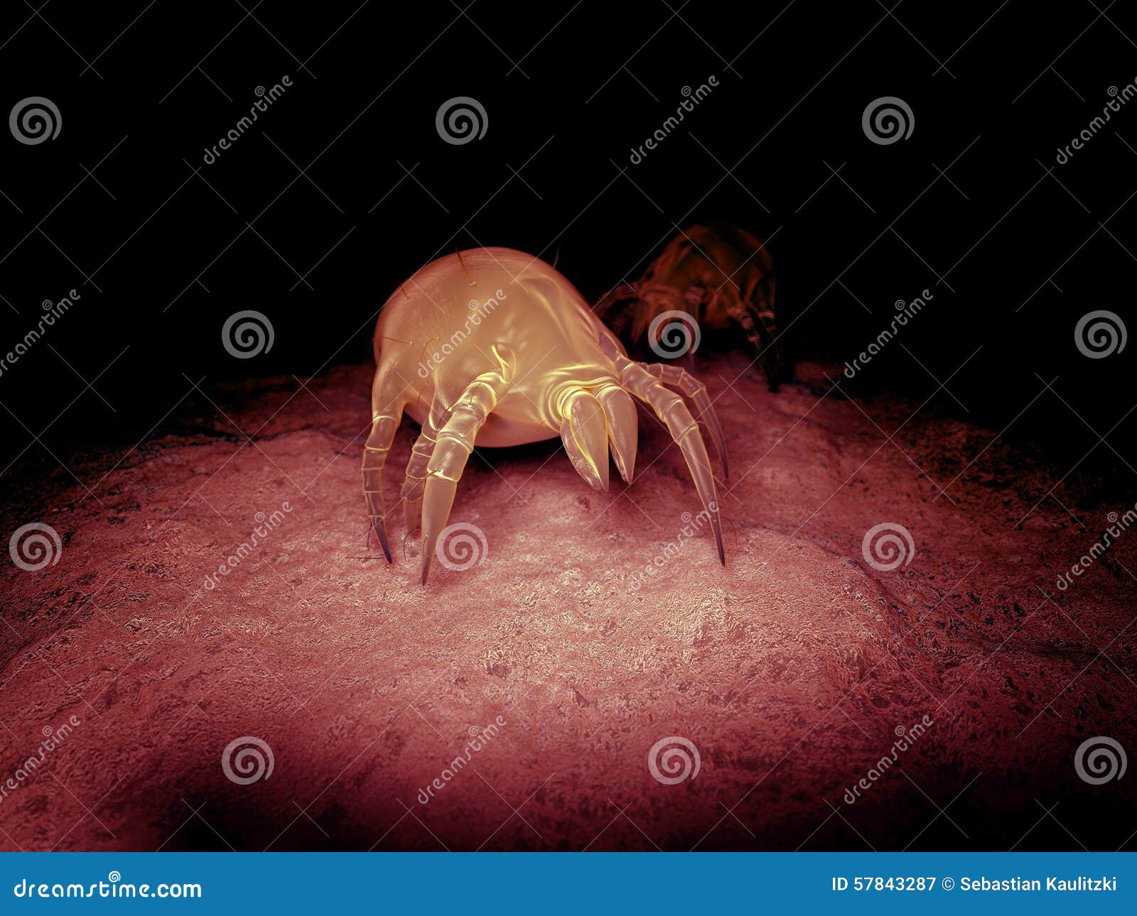 Eine allgemeine Staubmilbe stock abbildung. Illustration von immun ...