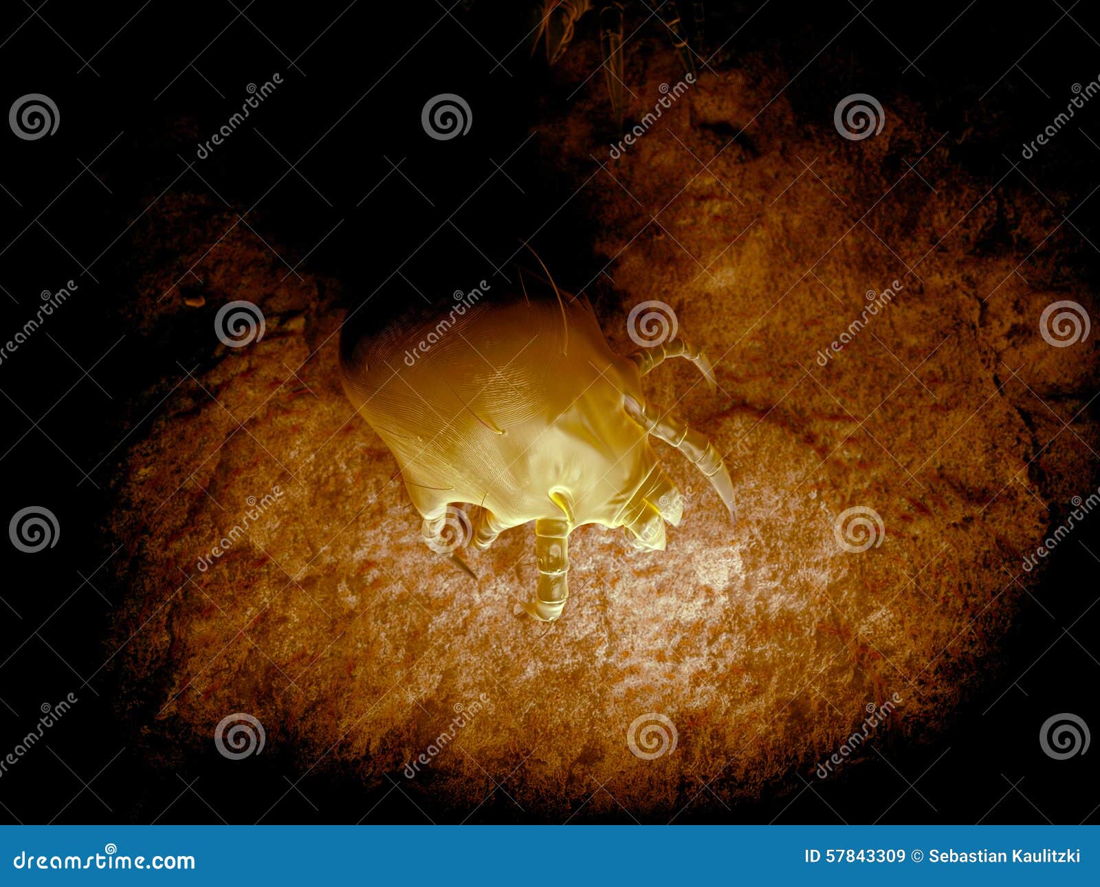Eine allgemeine Staubmilbe stock abbildung. Illustration von hygiene ...