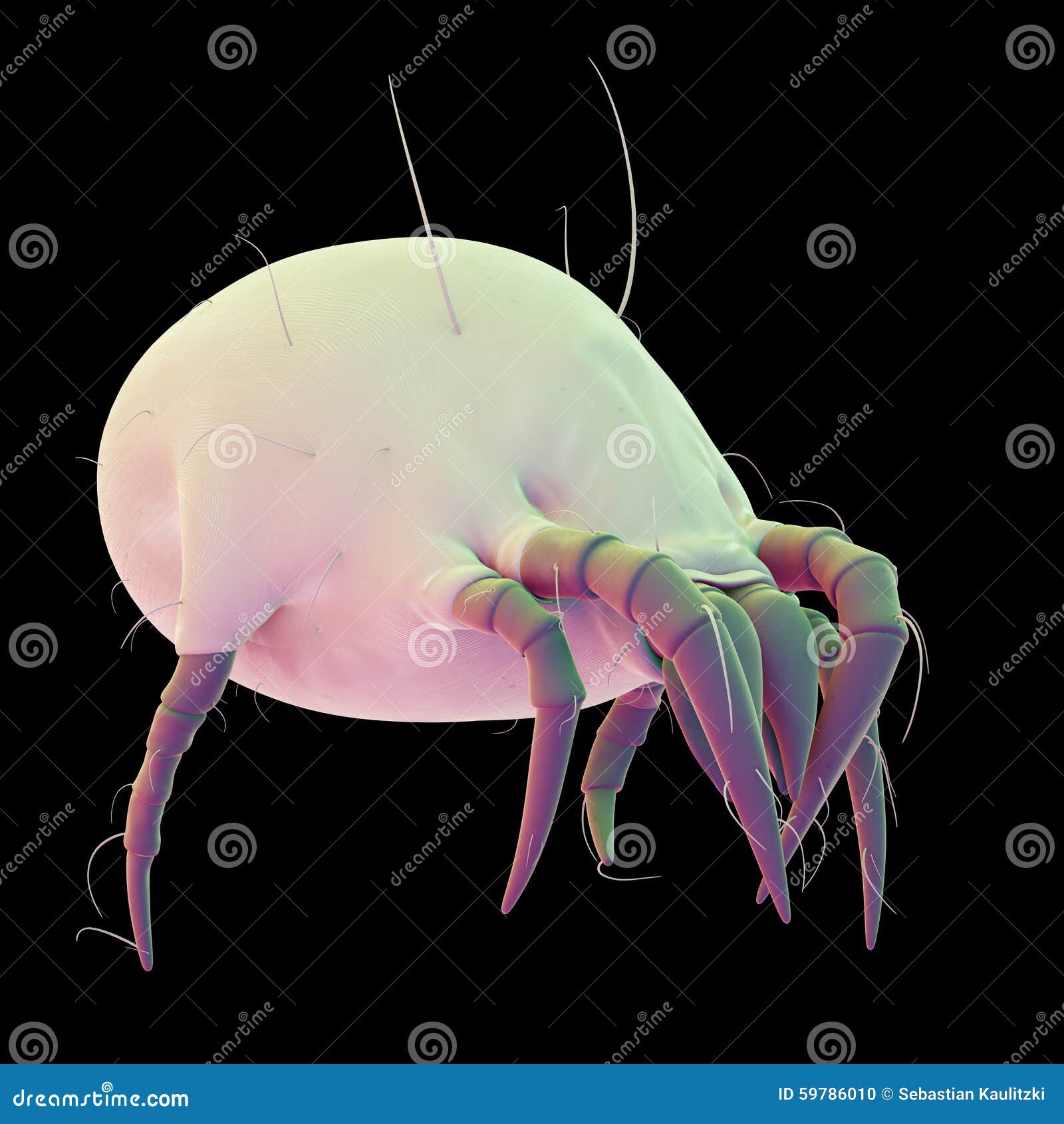 Eine allgemeine Staubmilbe stock abbildung. Illustration von alptraum ...