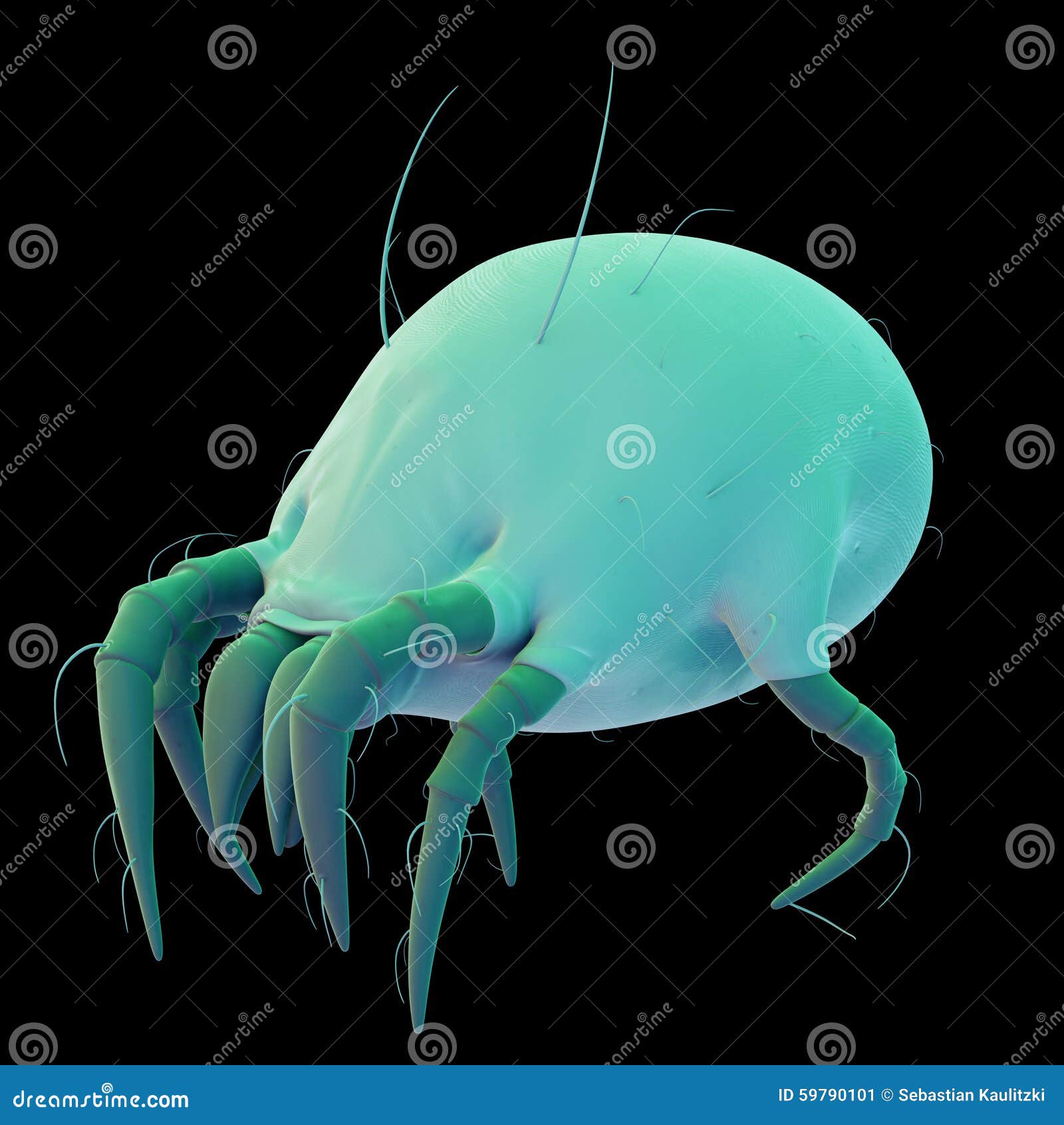 Eine allgemeine Staubmilbe stock abbildung. Illustration von ...