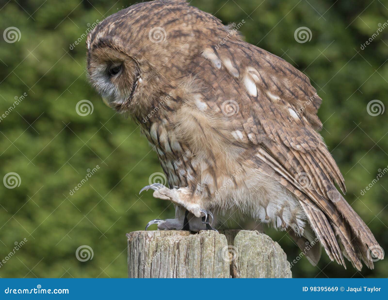 Eine Eule Auf Einem Beitrag Stockbild - Bild von schnabel, braun: 98395669