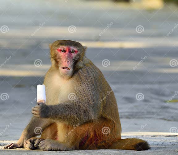 Eine Fette Affe Esting-Eiscreme Stockbild - Bild von einzeln, säugetier ...