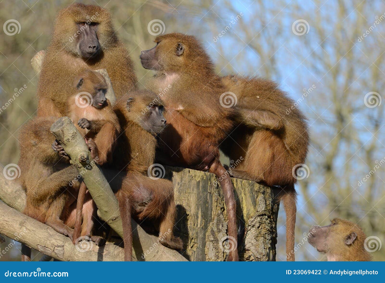 Eine Gruppe Guine-Paviane stockfoto. Bild von säugetier - 23069422