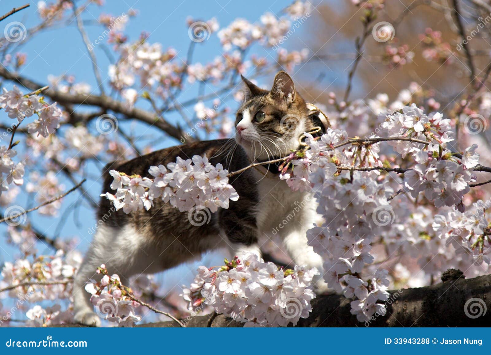 Eine Katze in den Blumen stockfoto. Bild von kopf, schönheit - 33943288