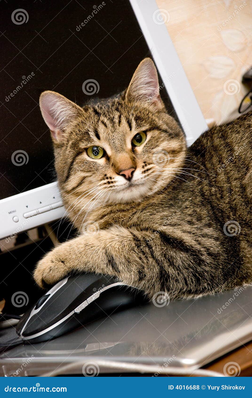 Eine Katze mit einer Maus stockfoto. Bild von überwachungsgerät - 4016688