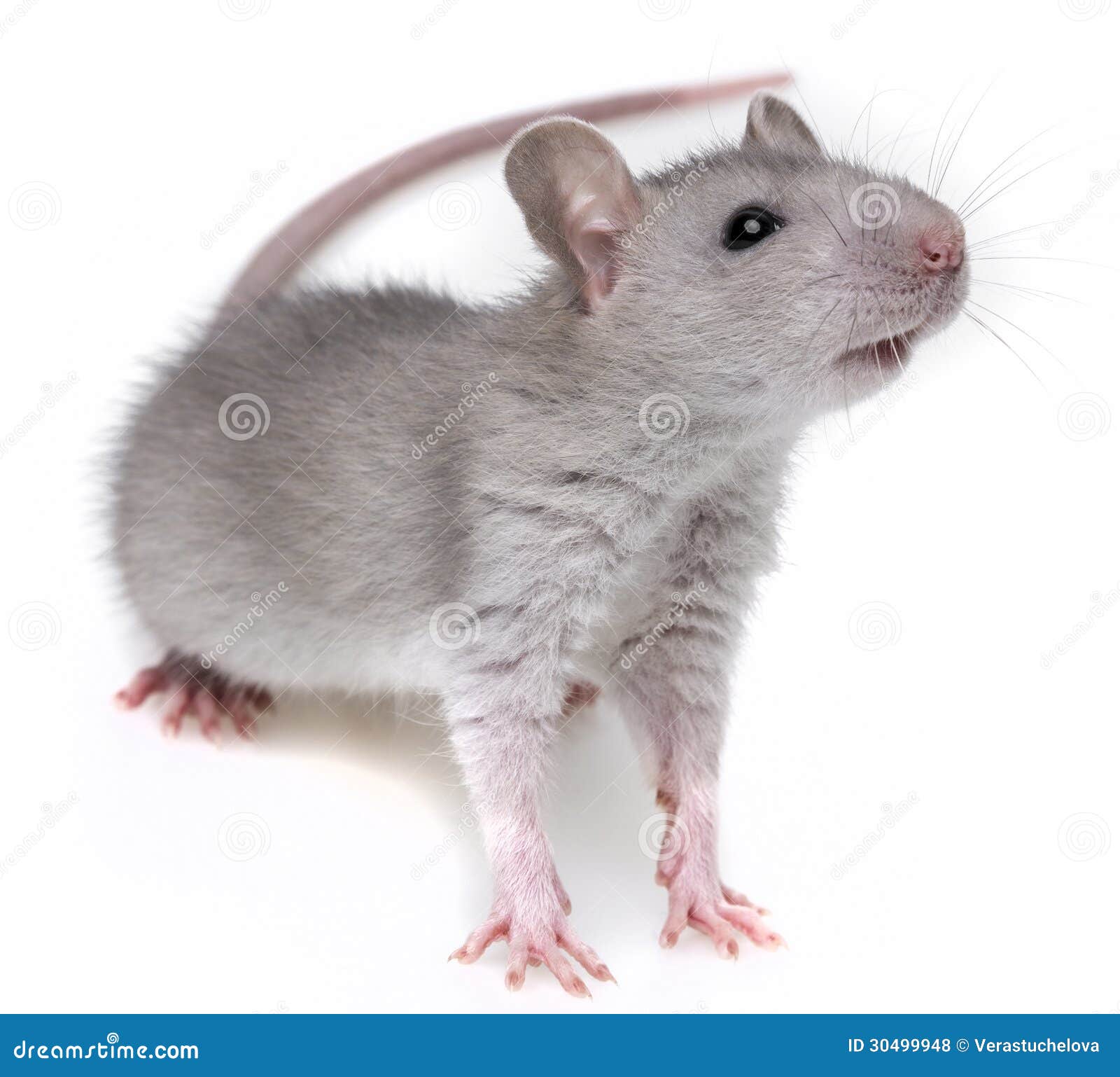 Eine kleine graue Ratte stockfoto. Bild von lokalisierung - 30499948
