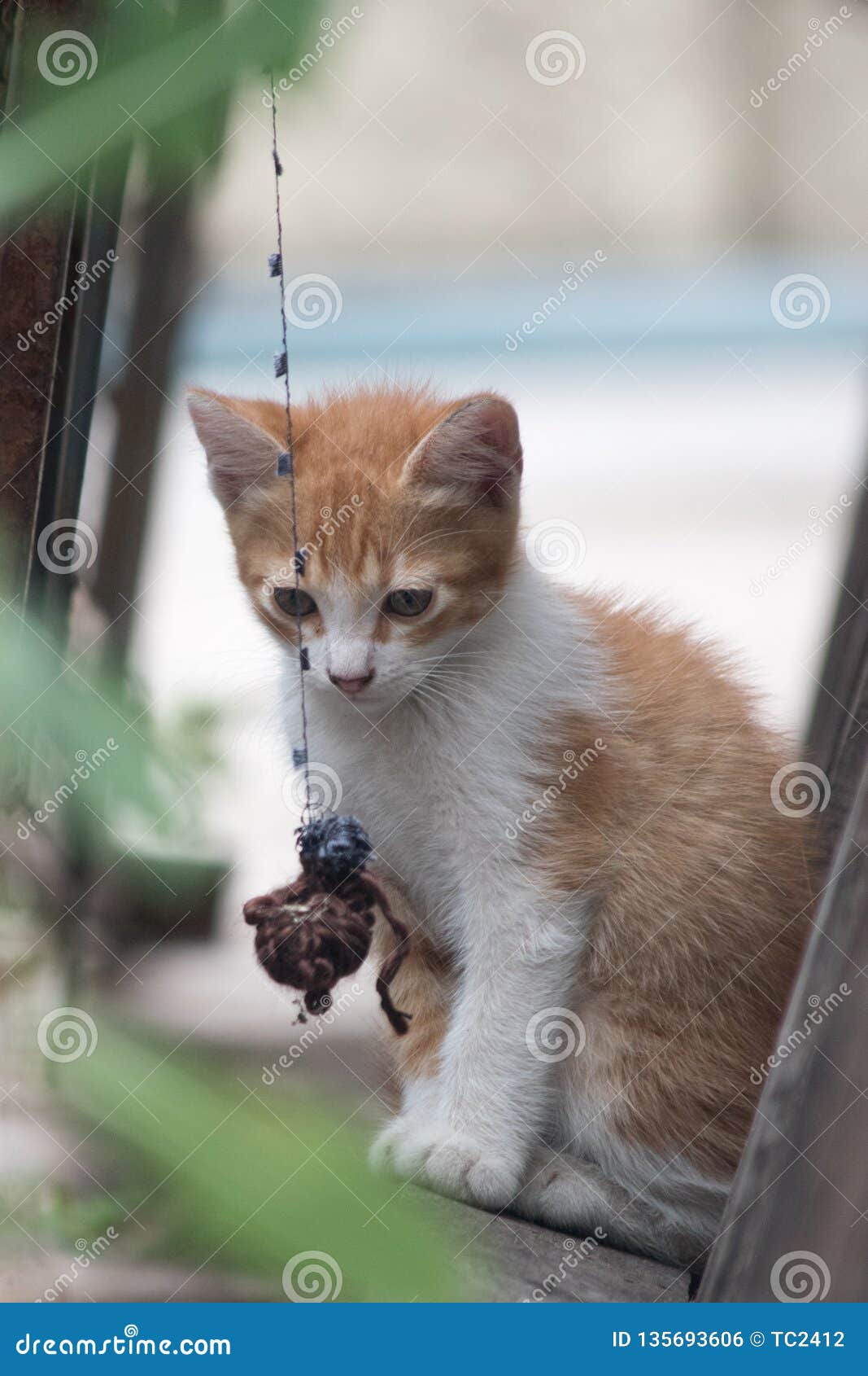 Eine kleine Katze stockfoto. Bild von haustier, katzenartig - 135693606