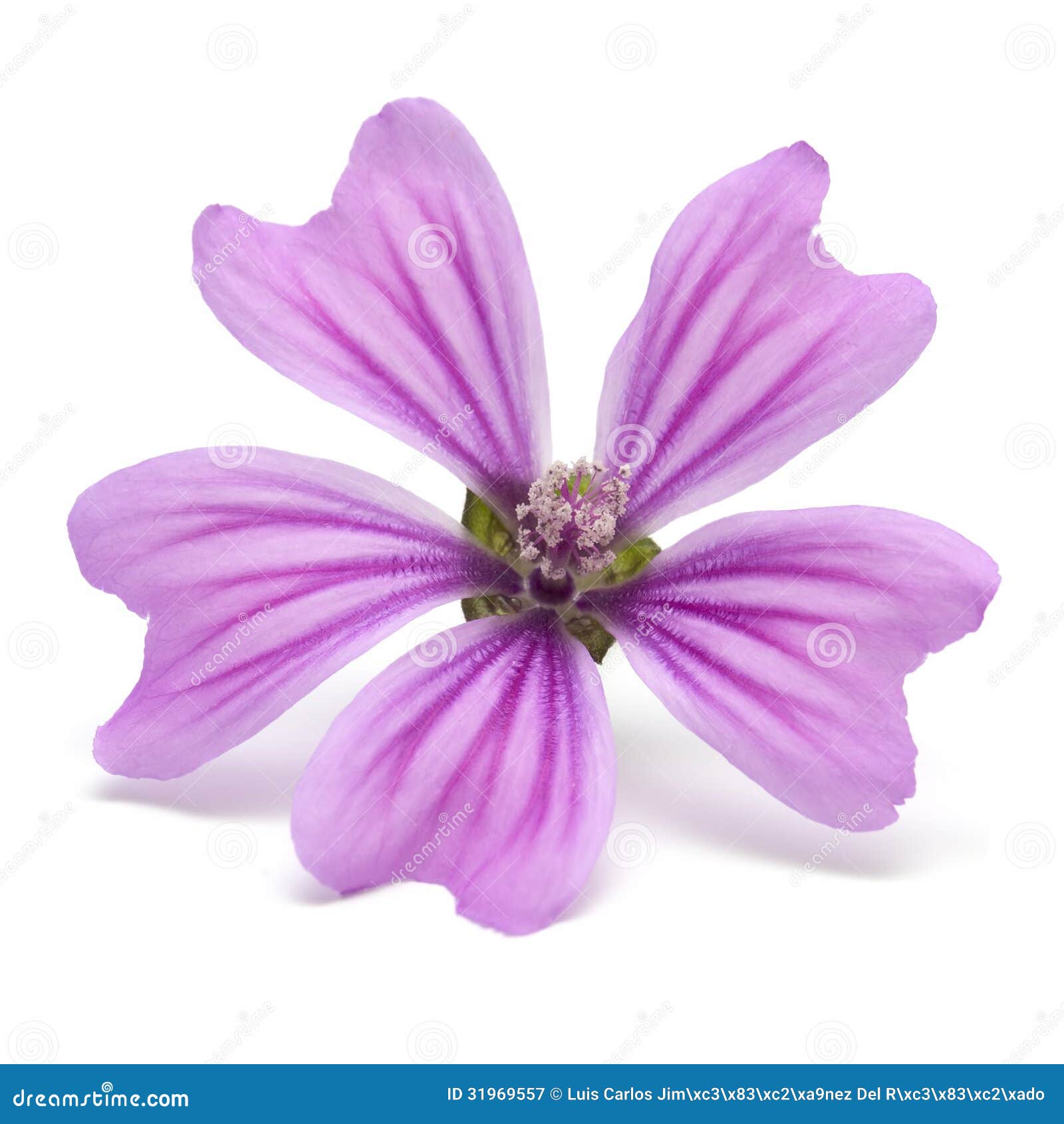 Eine Malven-Blume stockbild. Bild von hintergrund, malve - 31969557