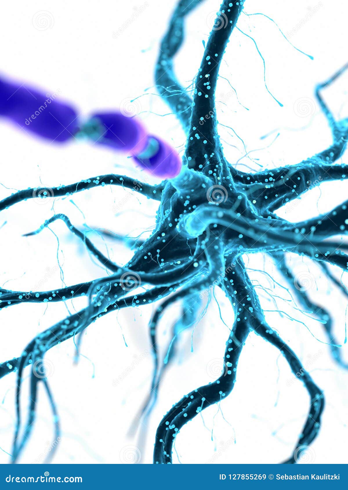 Eine Menschliche Nervenzelle Stock Abbildung - Illustration von neuron ...