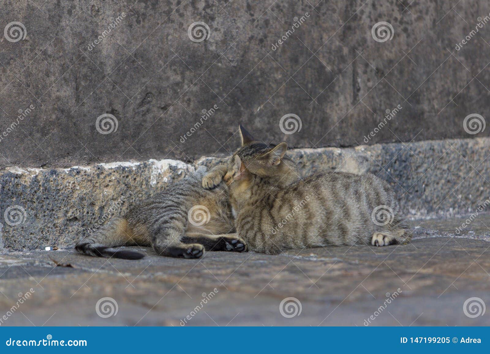 Eine Mutterkatze, Die Ihre Babykatze Einzieht Stockbild - Bild von tier ...