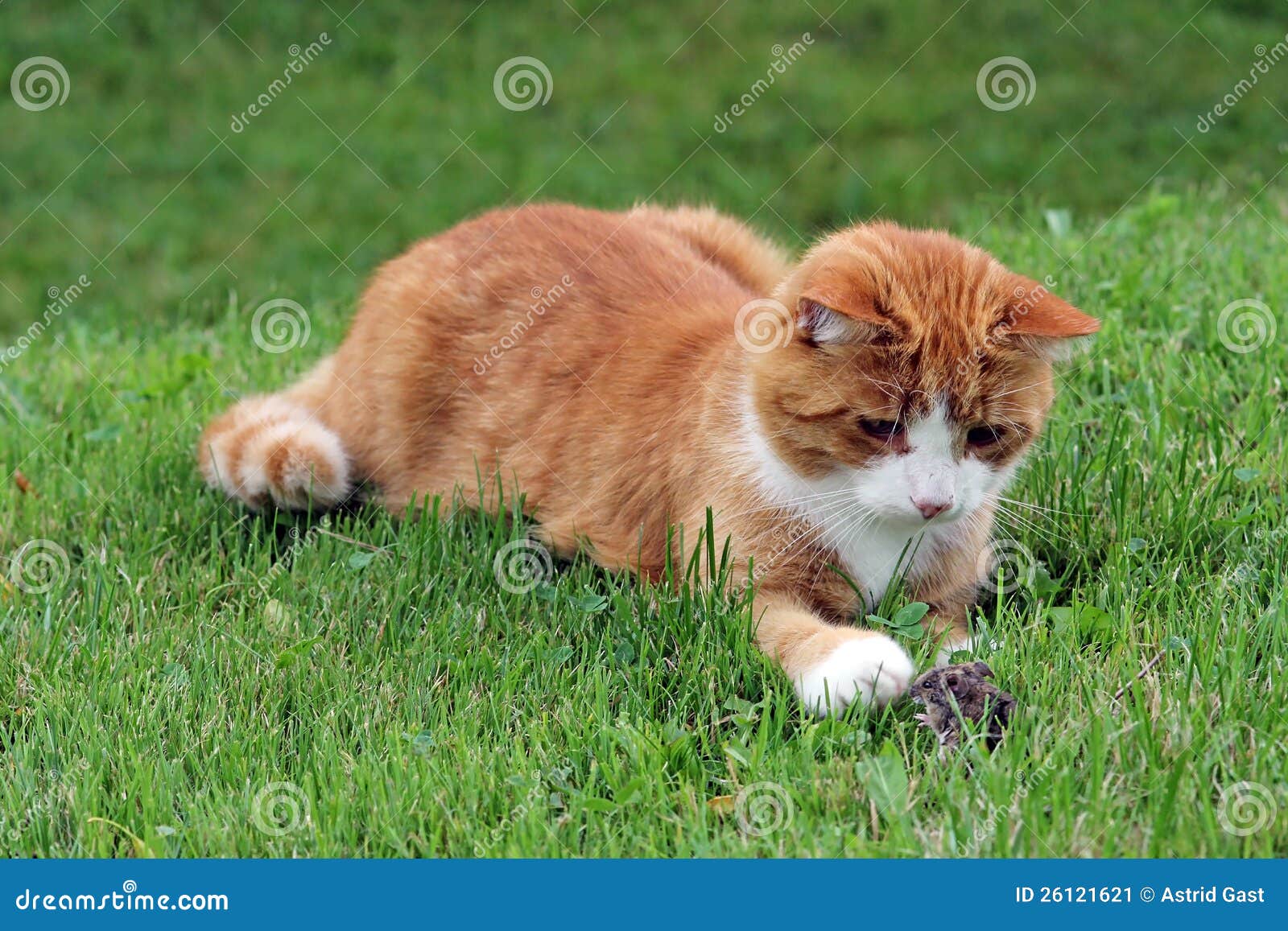 Eine Rote Katze Und Eine Maus Stockbild - Bild von begleiter ...