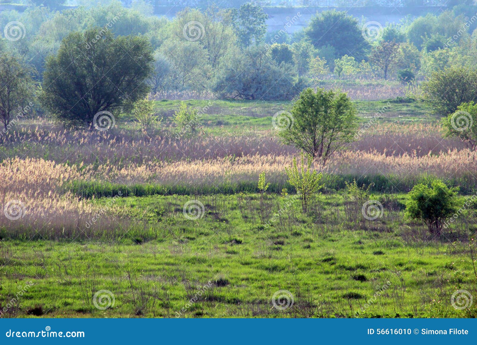 Eine sumpfige Wiese stockfoto. Bild von sumpf, wiese - 56616010