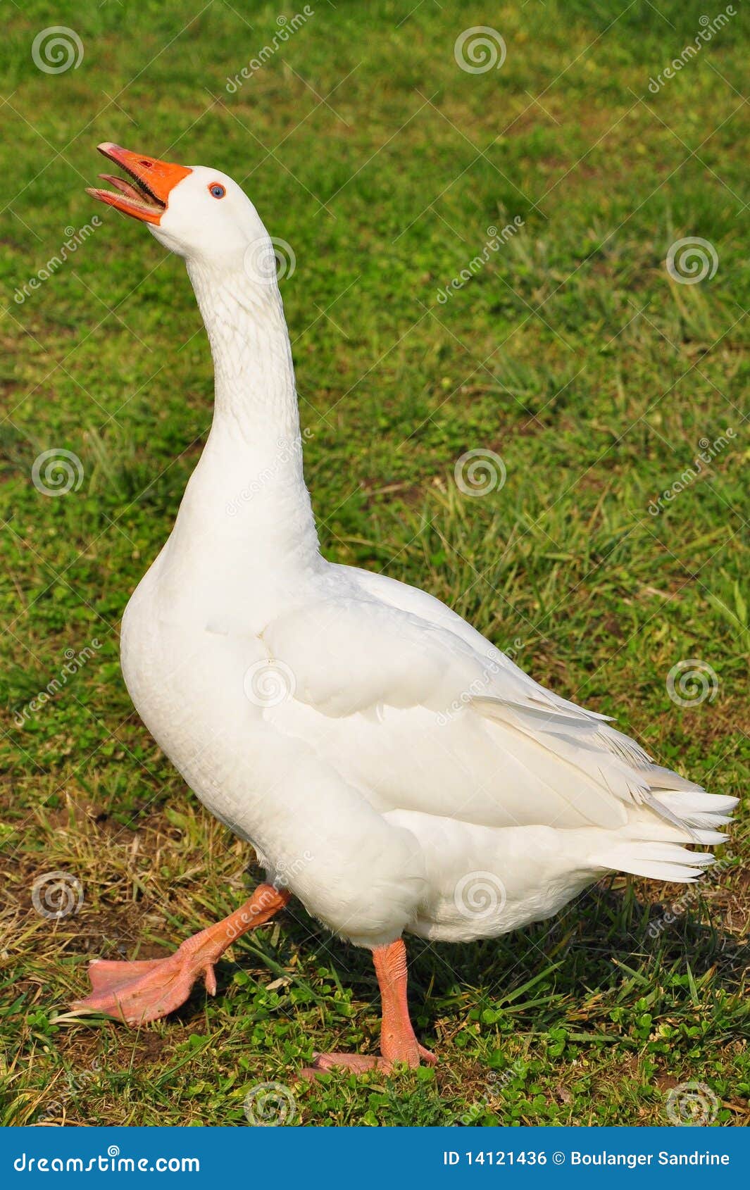 Eine weiße Gans stockfoto. Bild von innenhof, feder, gefieder - 14121436