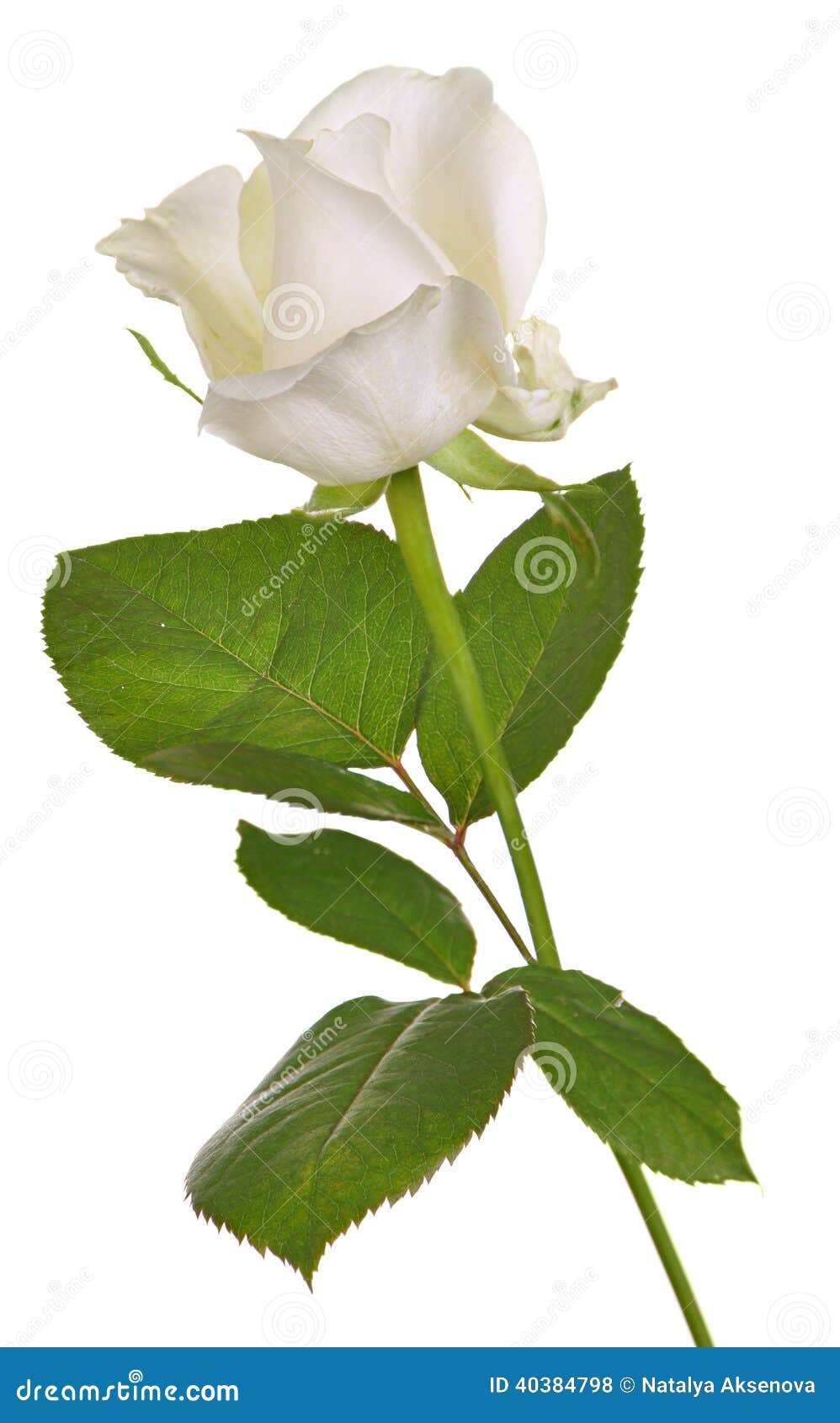 Eine weiße Rose Isolated stockfoto. Bild von betrieb - 40384798