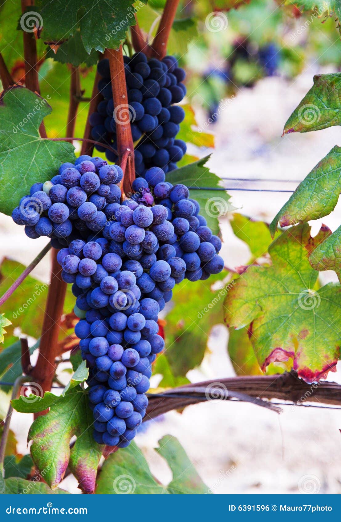 Eine Weintraube stockfoto. Bild von weinstock, italienisch - 6391596