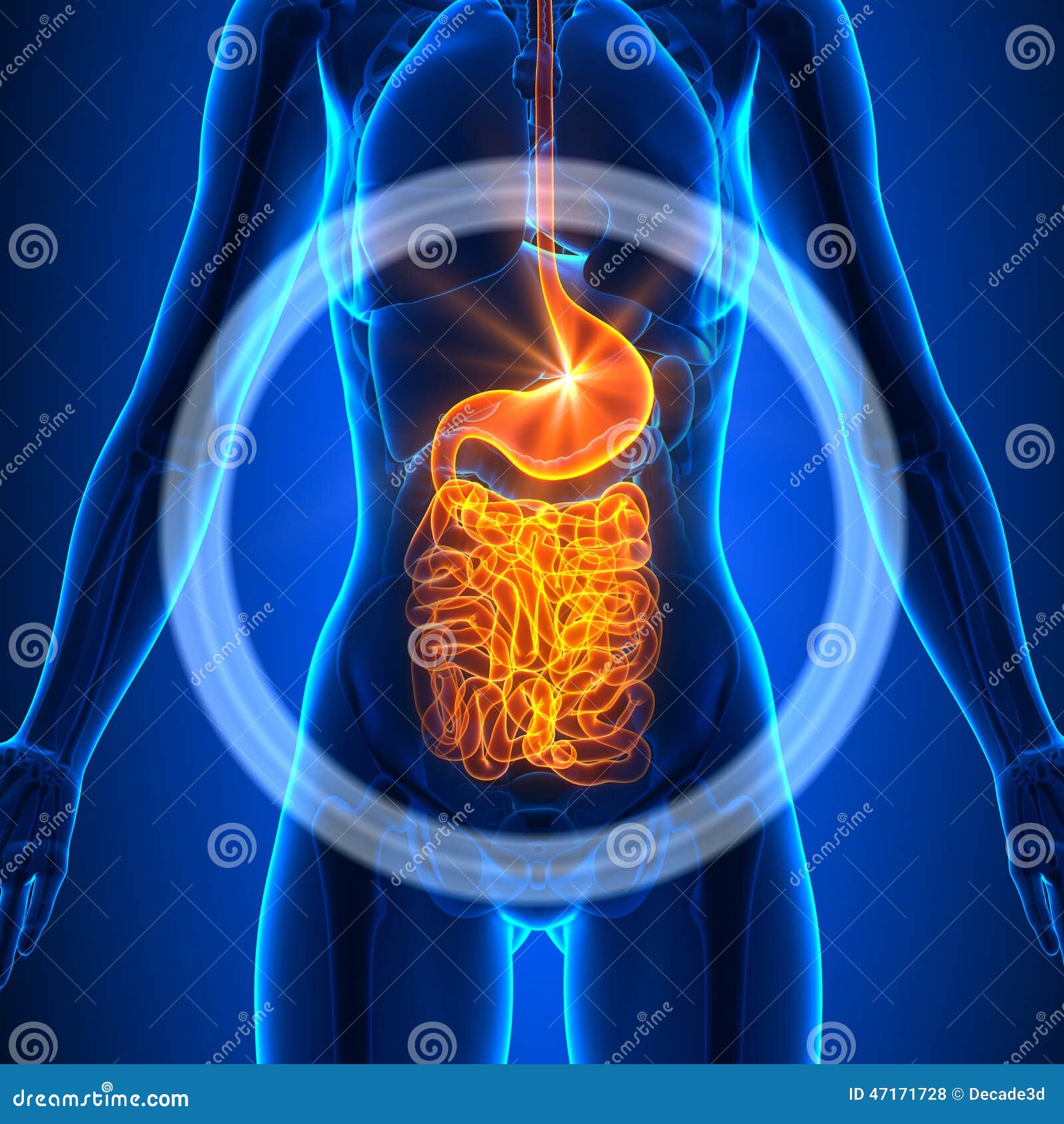 Eingeweide - Weibliche Organe - Menschliche Anatomie Stock Abbildung ...