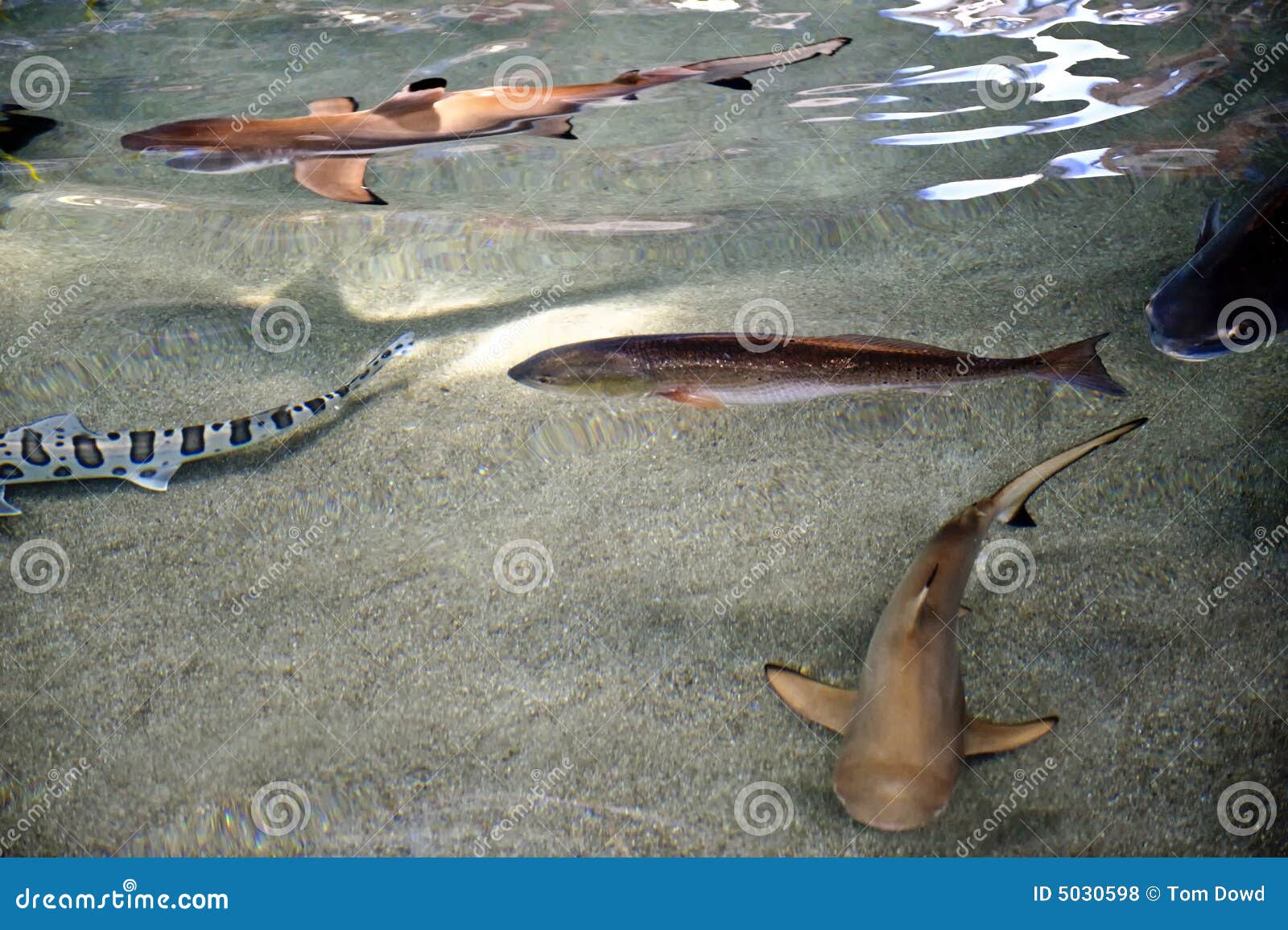 Einige Arten Haifische stockfoto. Bild von unterwasser - 5030598