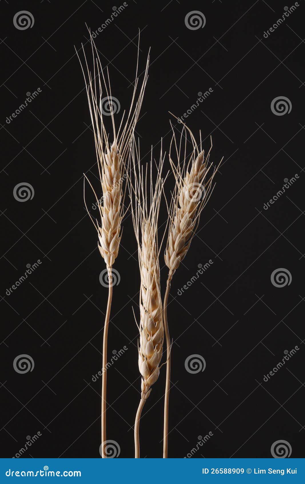 Einkorn wheat stock image. Image of color, agriculture - 26588909