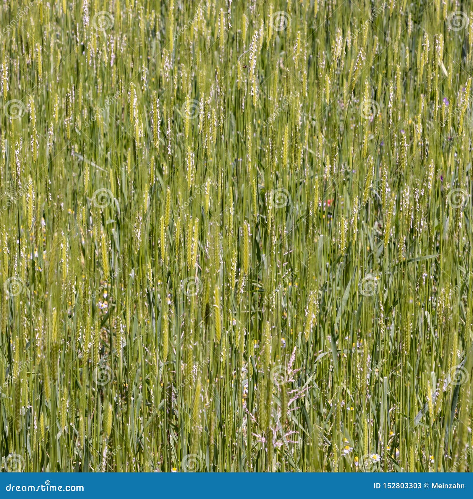 Einkorn Wheat Grows at the Field Stock Image - Image of poaceae ...