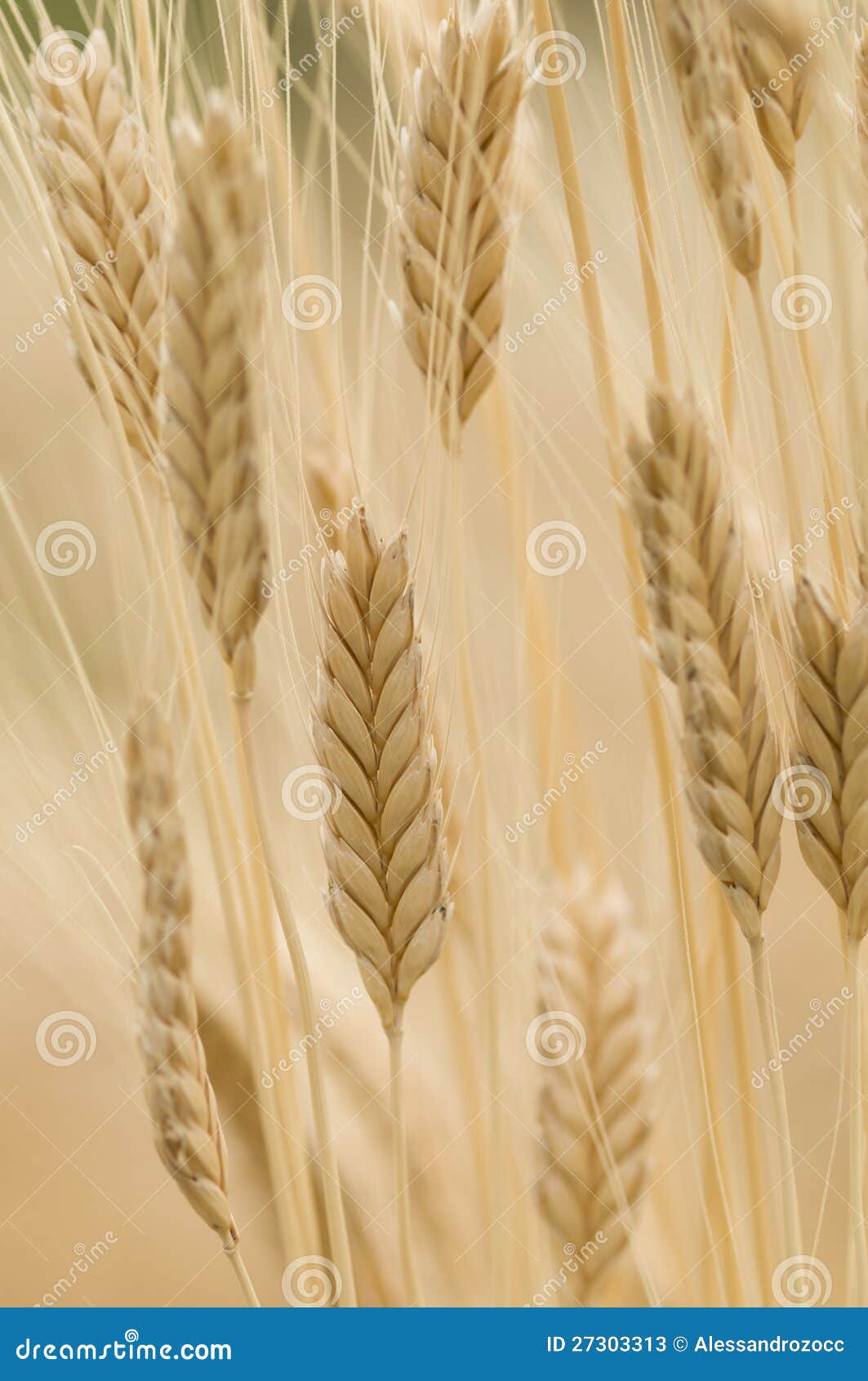 Einkorn Wheat, Triticum Monococcum Stock Image - Image of spike ...