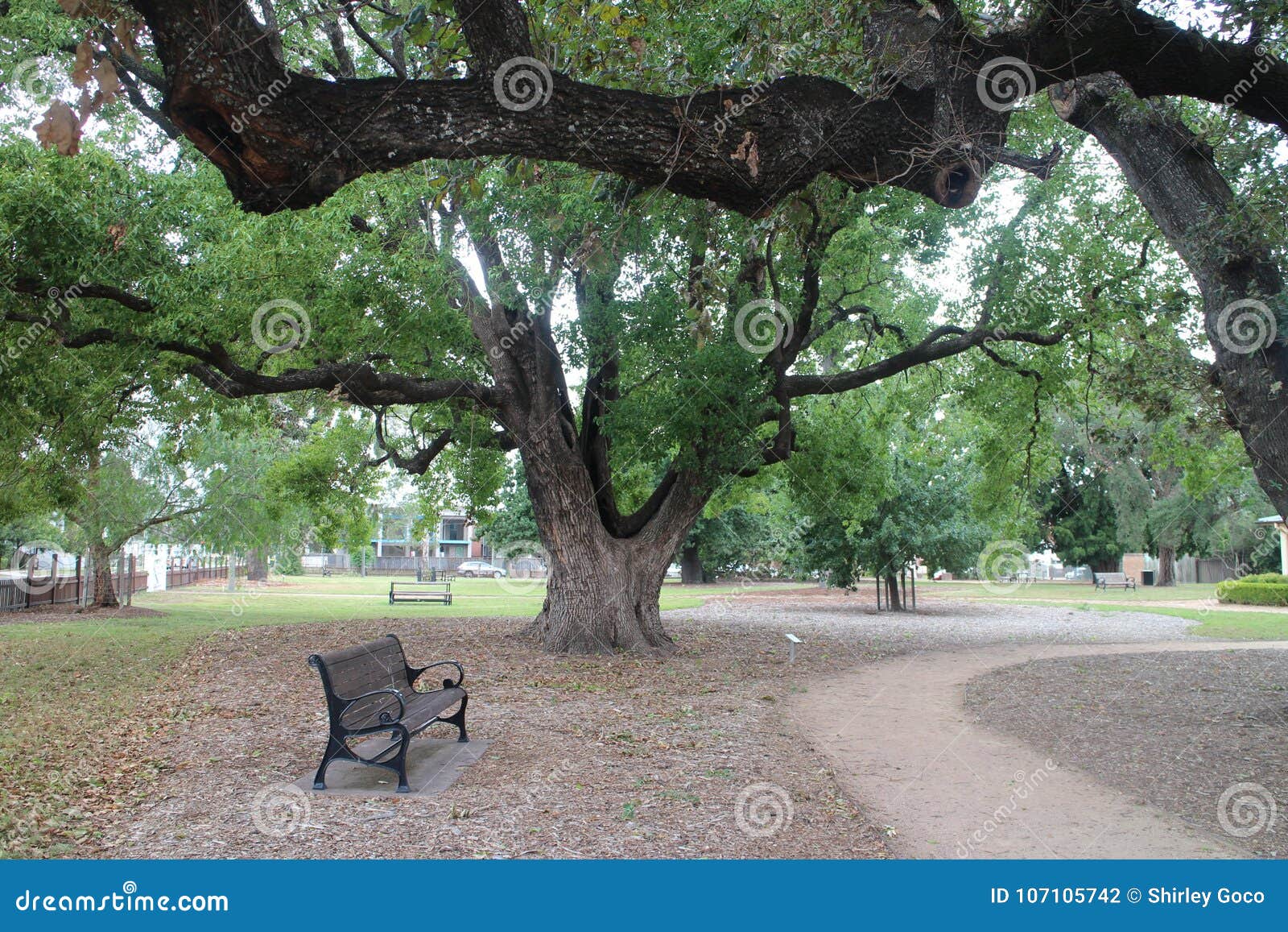 Einsame Bank Unter Einem Baum Stockfoto - Bild von baum, einsam: 107105742