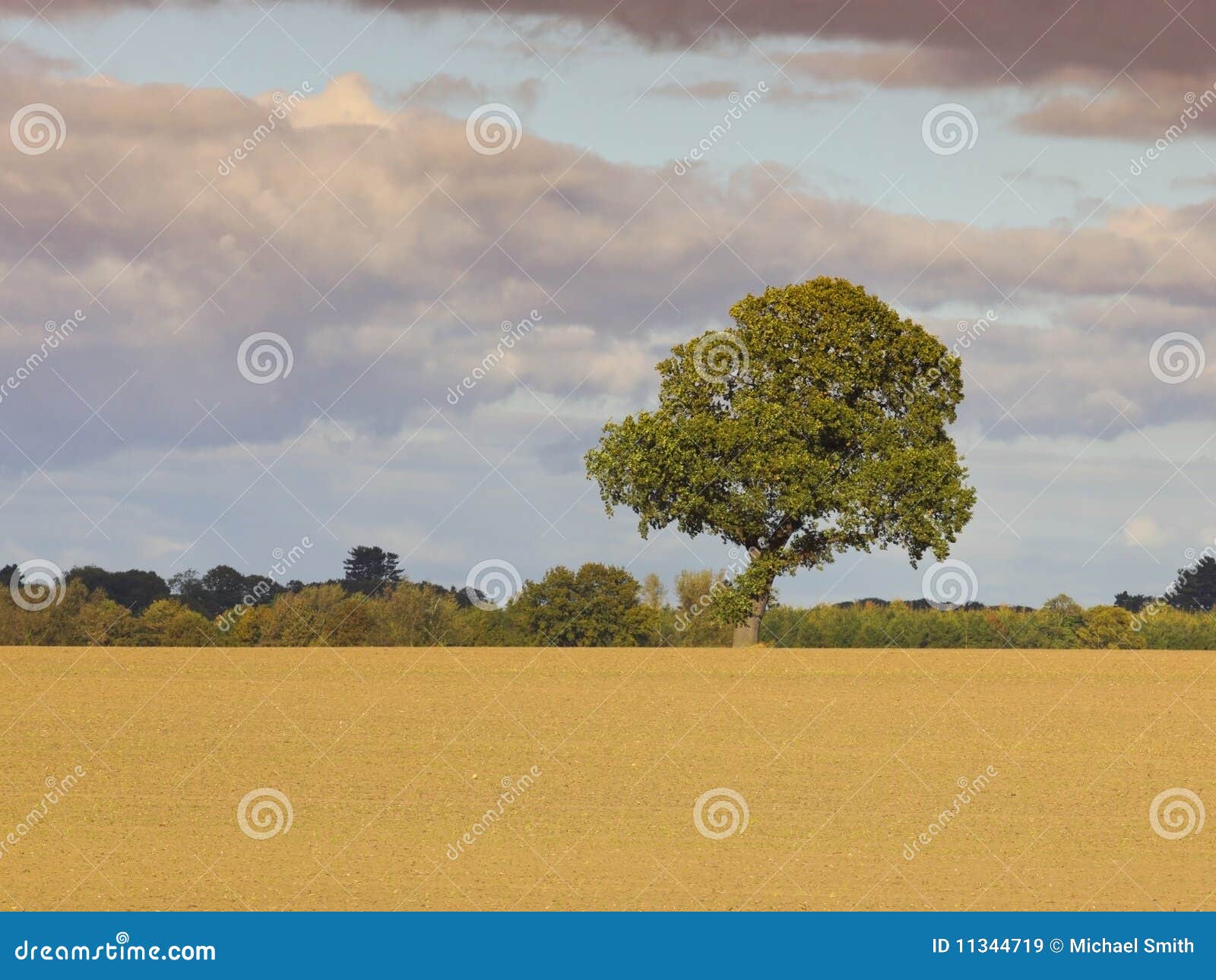 Einsamer Eichenbaum stockbild. Bild von grün, eiche, landwirtschaft ...