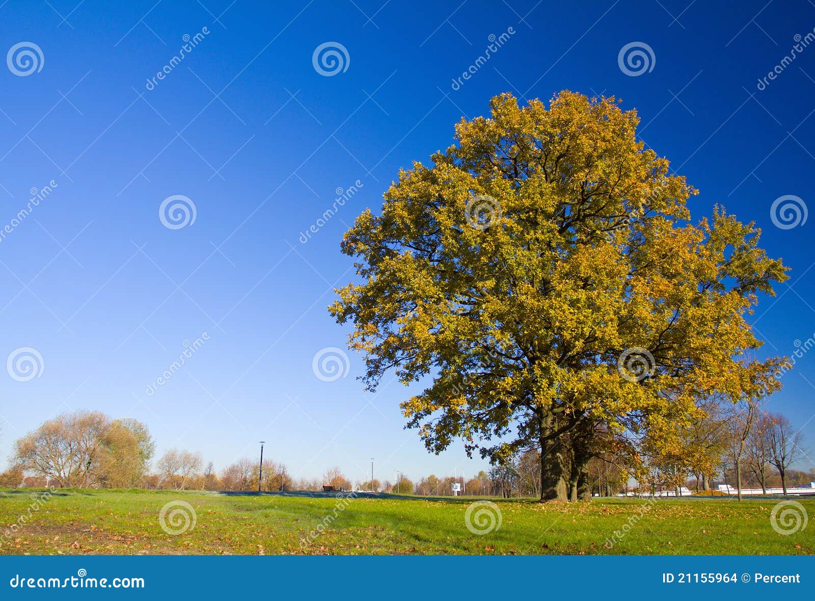 Einsamer Eichenbaum Im Herbst Stockfoto - Bild von schönheit, oktober ...