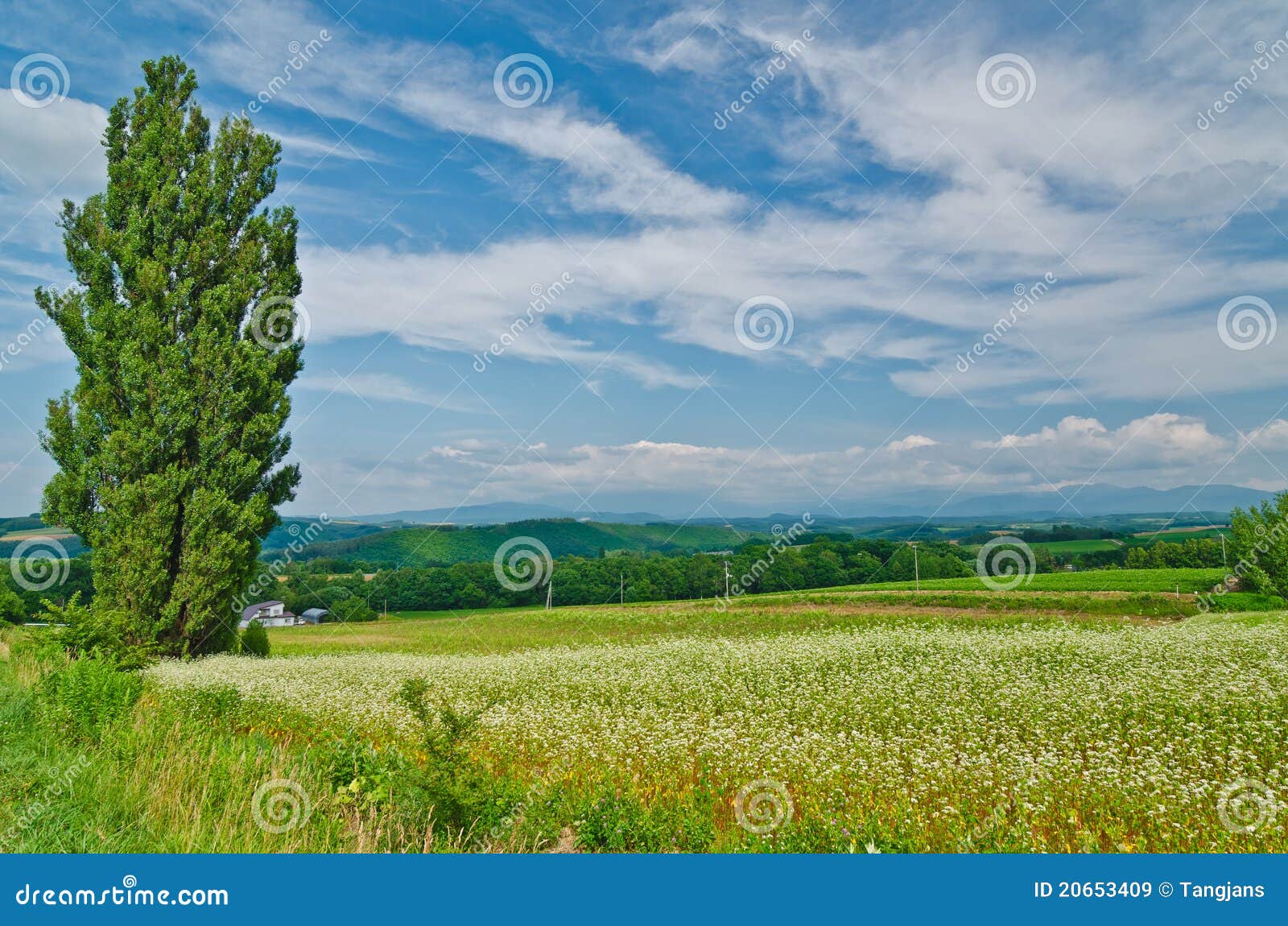 Einsamer Pappelbaum Unter Hokkaidosommerlandschaft Stockbild - Bild von ...