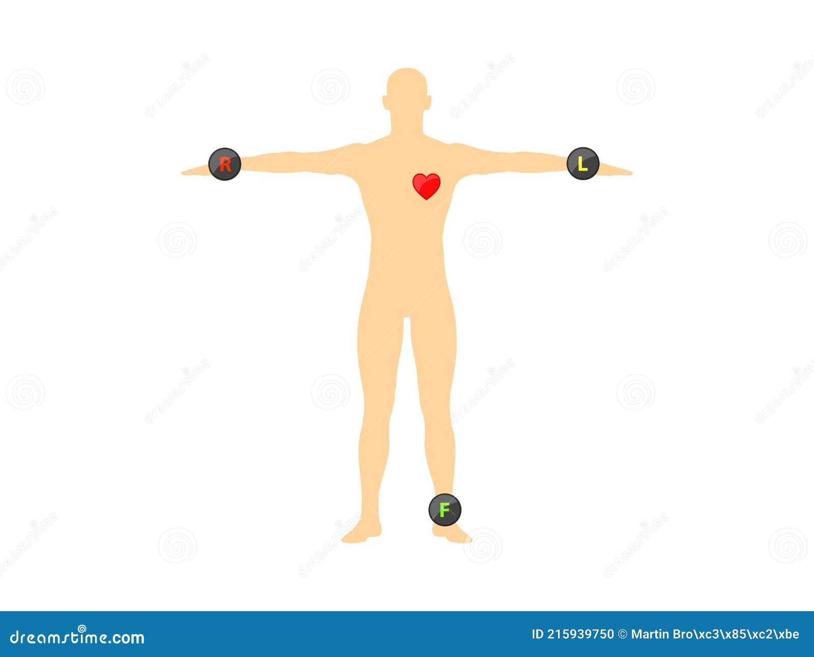Einthoven ECG Triangle, Including Augmented Unipolar Limb Lead Stock ... Einthoven ECG Triangle, Including Augmented Unipolar Limb Lead Stock ...