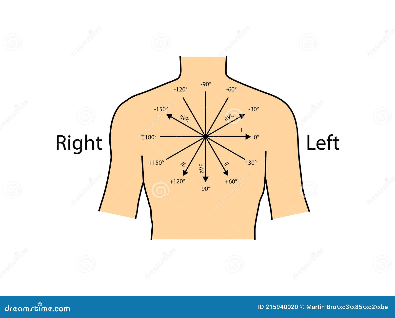 Einthoven ECG Triangle, Including Augmented Unipolar Limb Lead Stock ... Einthoven ECG Triangle, Including Augmented Unipolar Limb Lead Stock ...