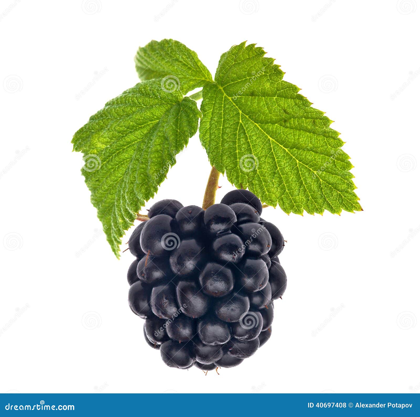Einzelne Brombeere Mit Grünen Blättern Stockfoto - Bild von brombeeren ...