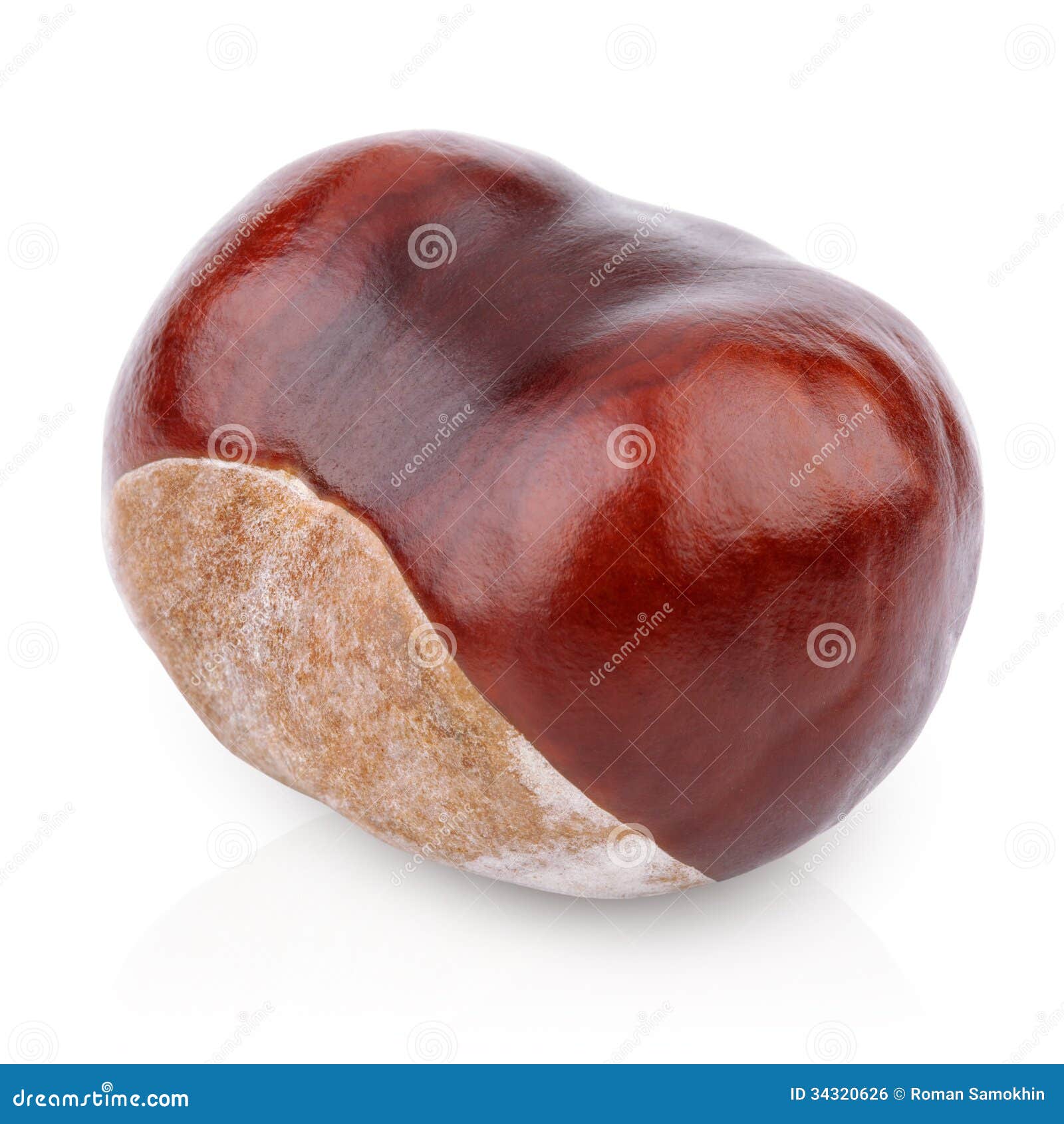 Einzelne Kastanie auf Weiß stockfoto. Bild von frucht - 34320626