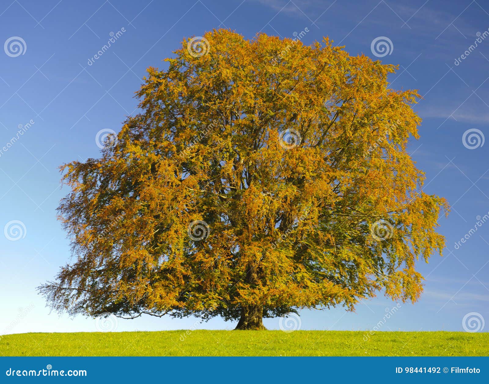 Einzelner Alter Buchenbaum Im Medow am Fall Stockfoto - Bild von bunt ...