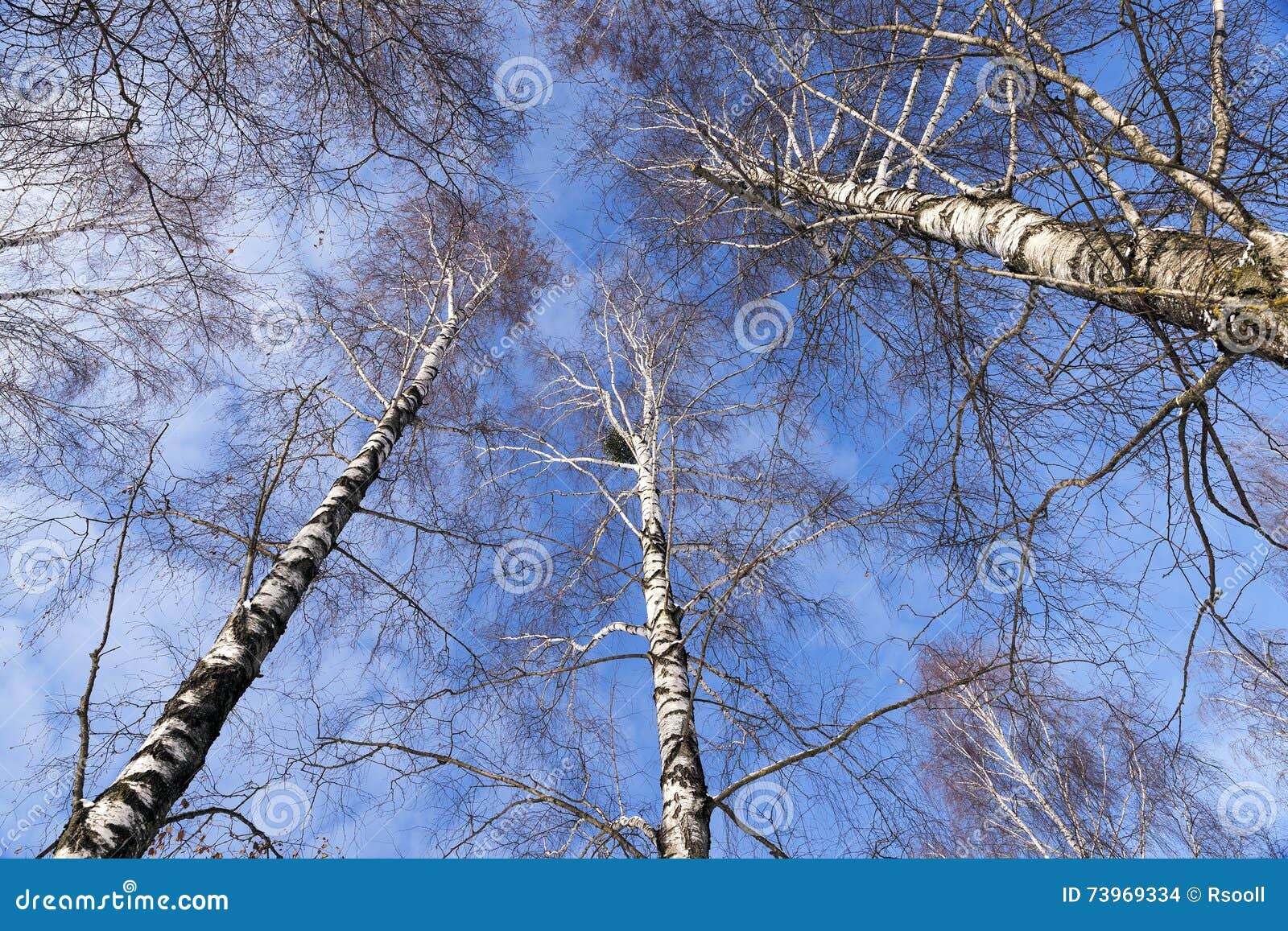 Einzelner Birkenbaum stockfoto. Bild von park, umgebung - 73969334