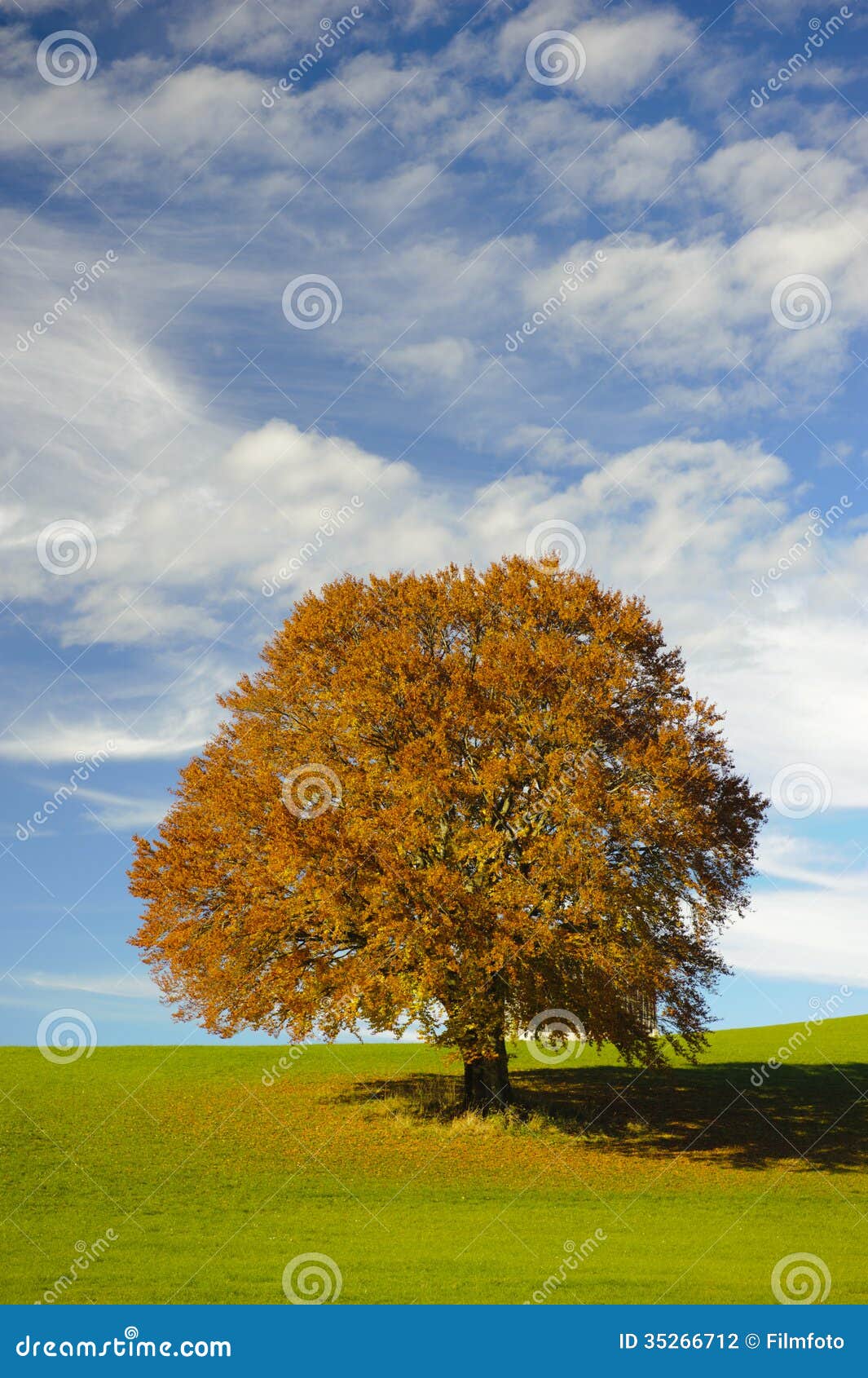 Einzelner Buchenbaum am Fall Stockfoto - Bild von szenisch, betrieb ...