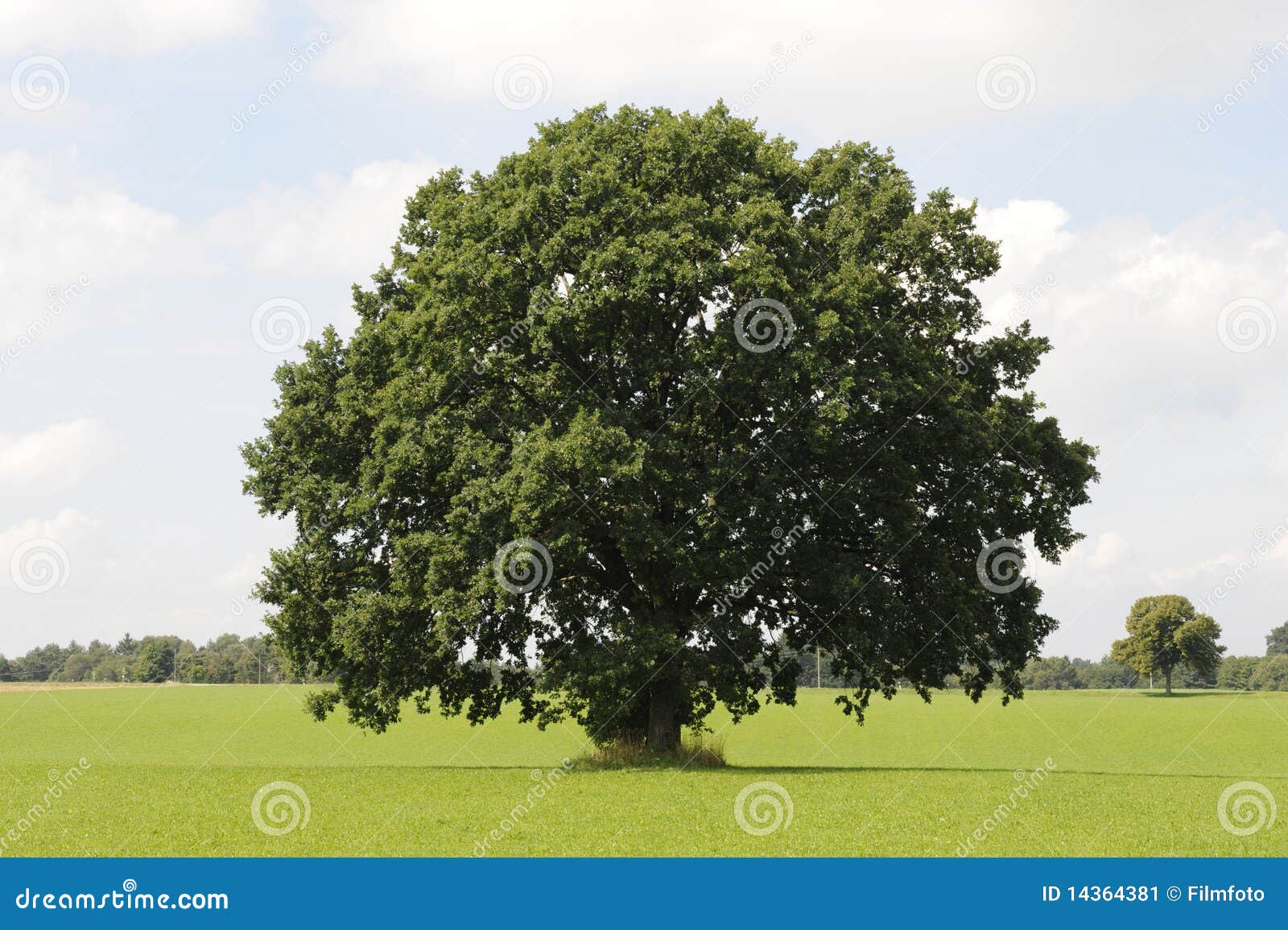 Einzelner Eichenbaum stockbild. Bild von landwirtschaft - 14364381