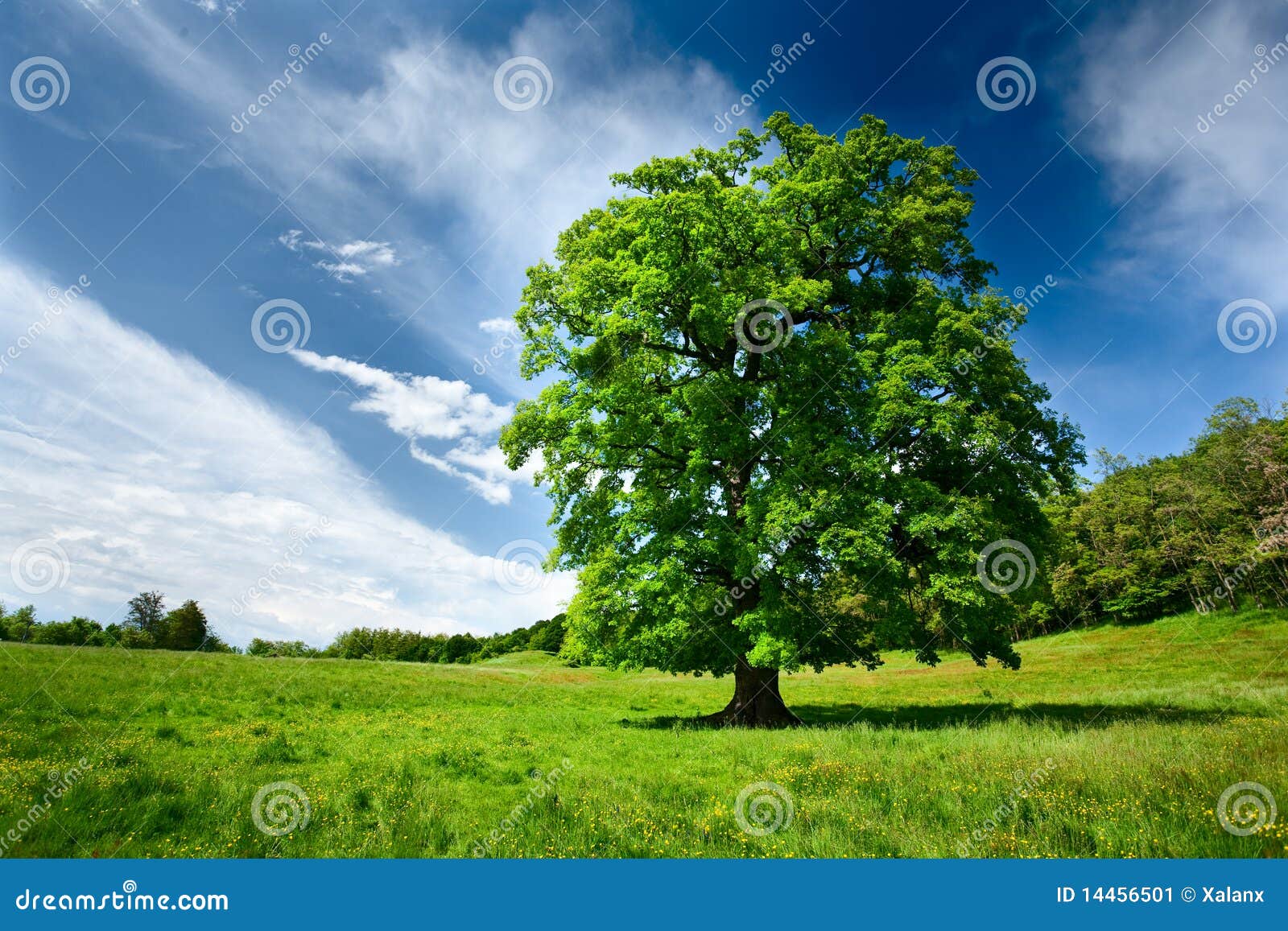 Einzelner Eichenbaum stockbild. Bild von einzeln, wald - 14456501