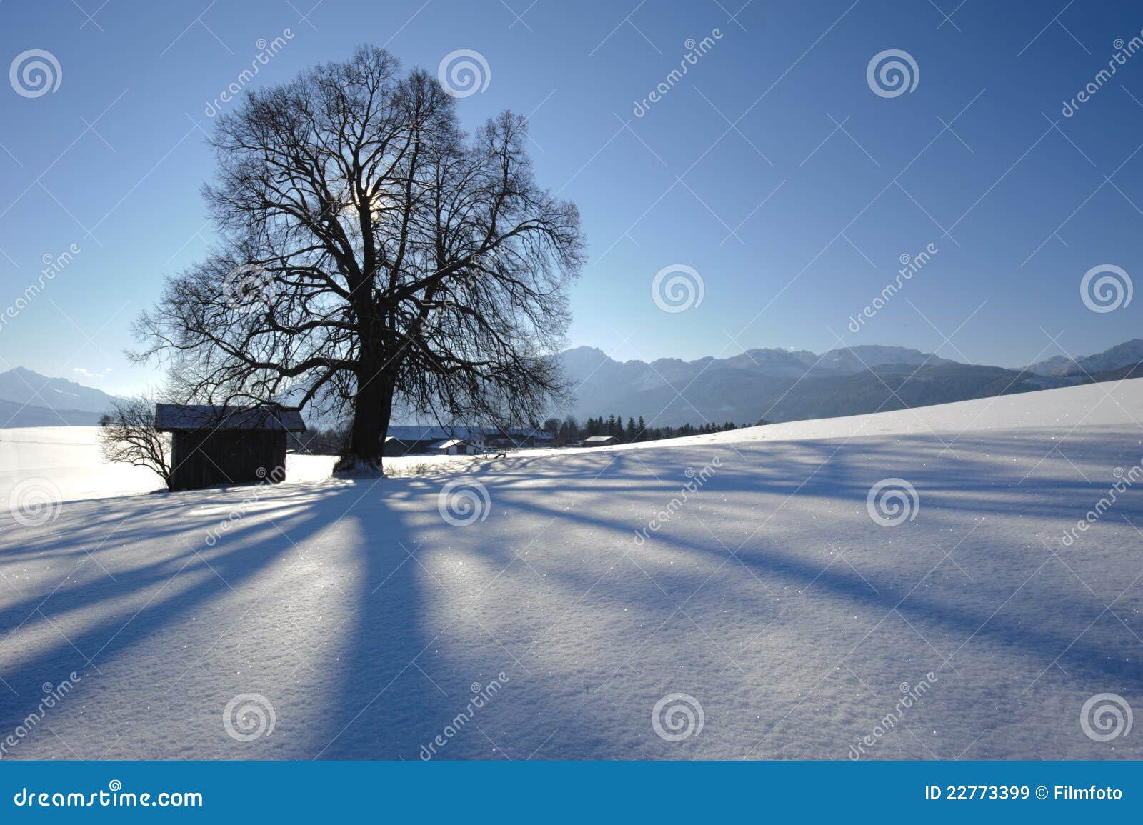 Einzelner Eichenbaum stockbild. Bild von gras, sonne - 22773399