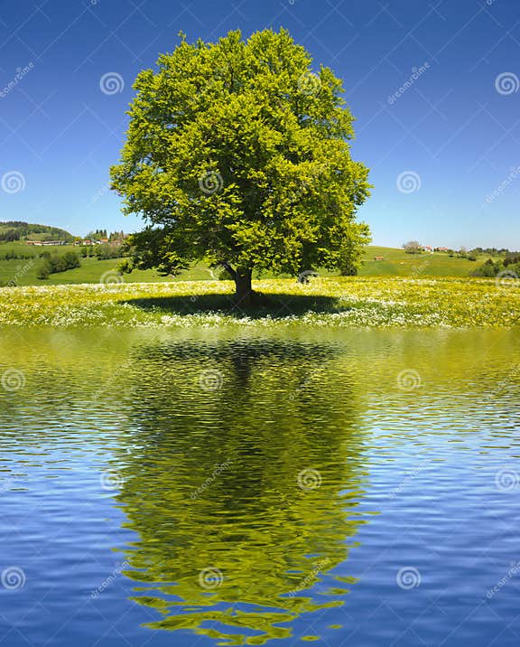 Einzelner Großer Alter Buchenbaum Stockfoto - Bild von widerspiegeln ...