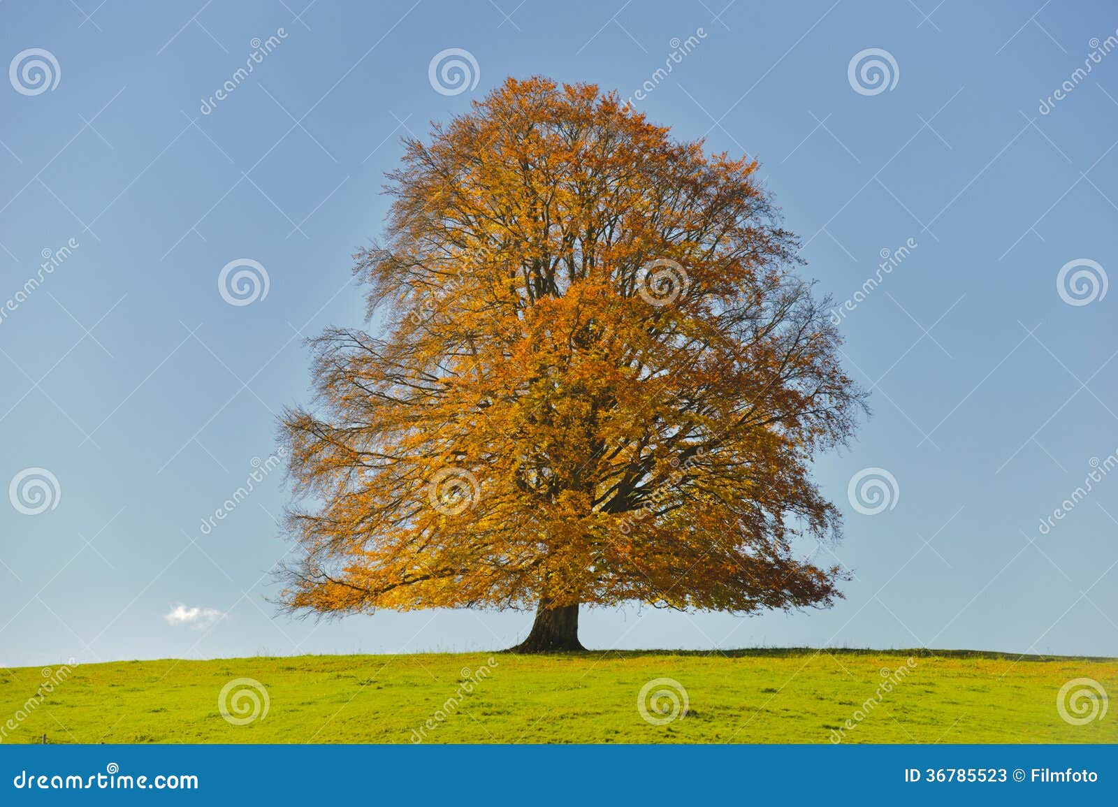 Einzelner Großer Buchenbaum Stockbild - Bild von alleine, gras: 36785523