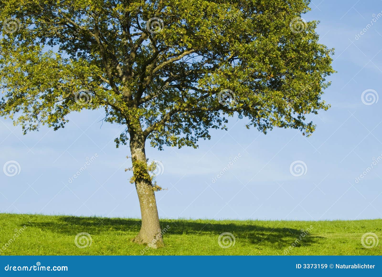 Einzelner Junger Eichenbaum Stockbild - Bild von gras, eiche: 3373159