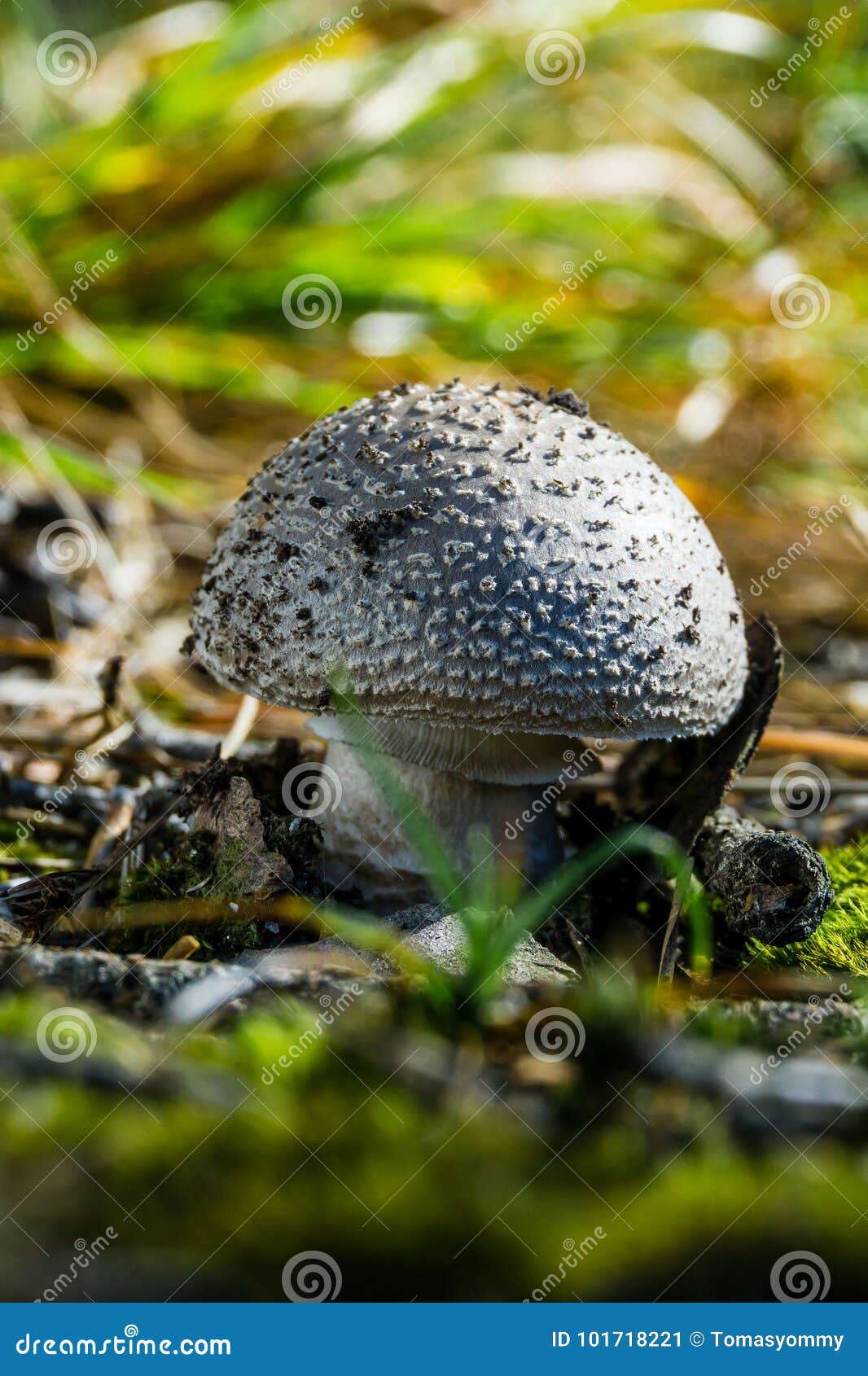 Einzelner Junger Grauer Giftpilz Mit Beschmutzter Kappe Stockbild ...