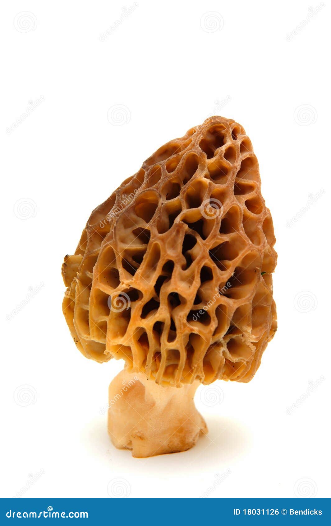Einzelner Morchel-Pilz stockfoto. Bild von feinschmecker - 18031126