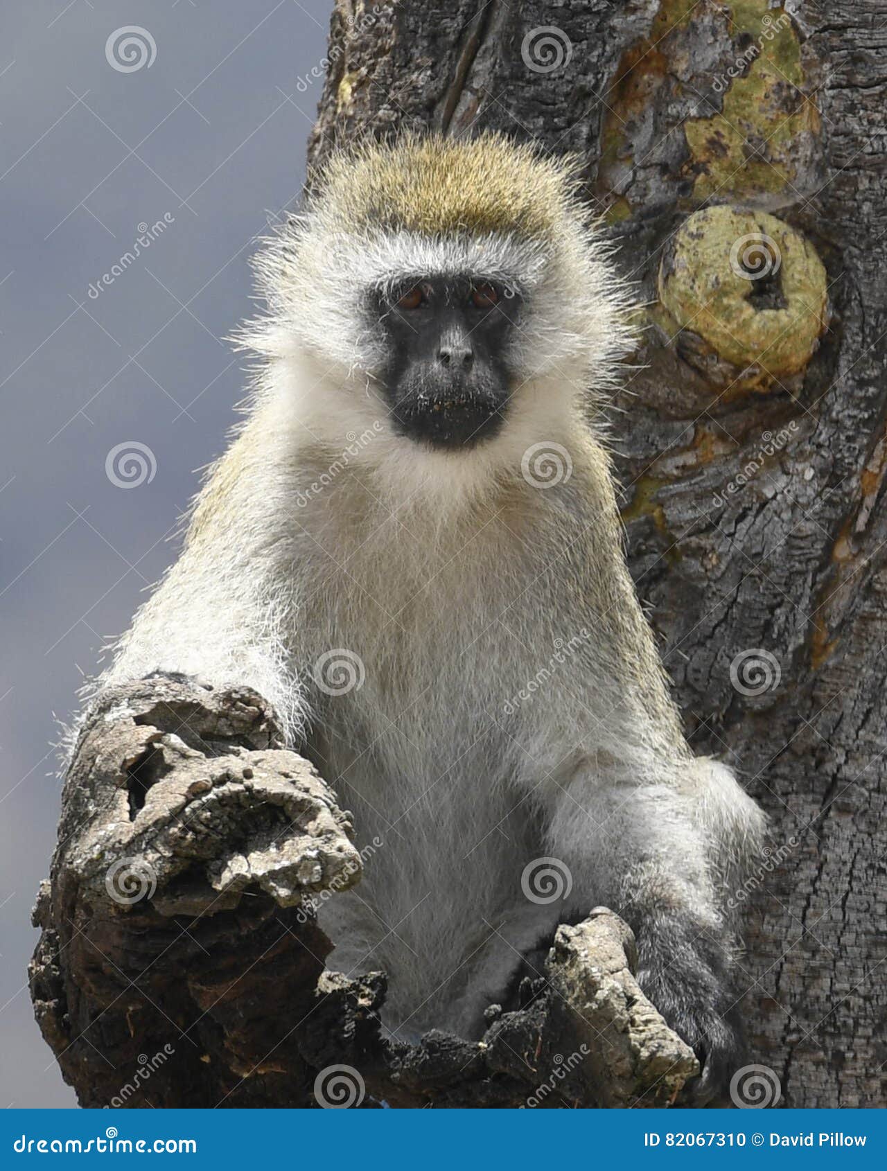 Einzelner Schwarz-gesichtiger Vervet-Affe in Einem Baum Stockfoto ...