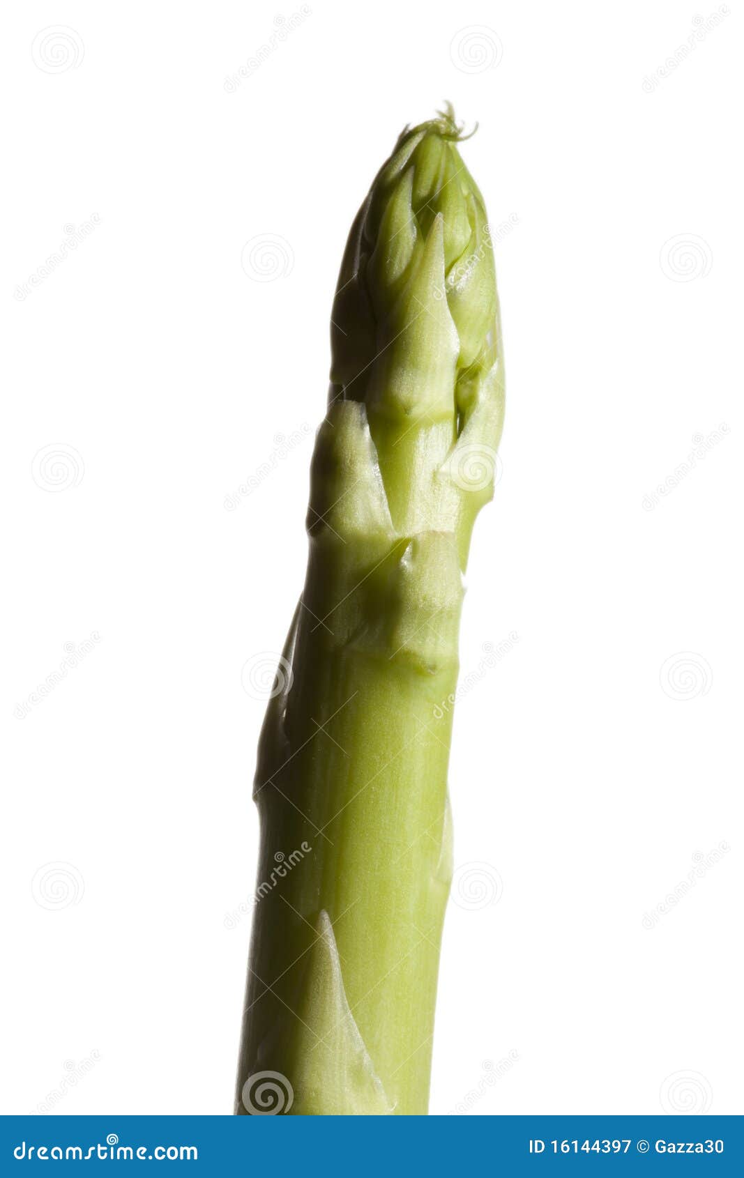 Einzelner Spargel stockbild. Bild von frische, hintergrund - 16144397