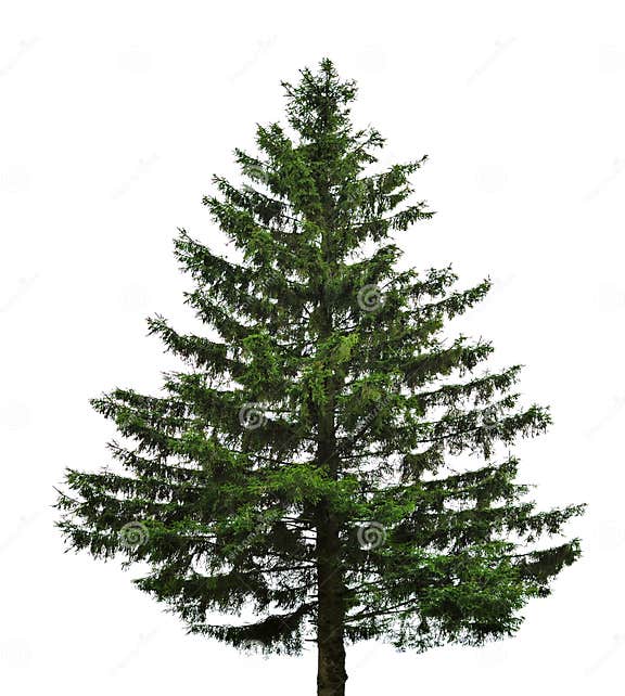 Einzelner Tannenbaum stockfoto. Bild von landwirtschaftlich - 16178752