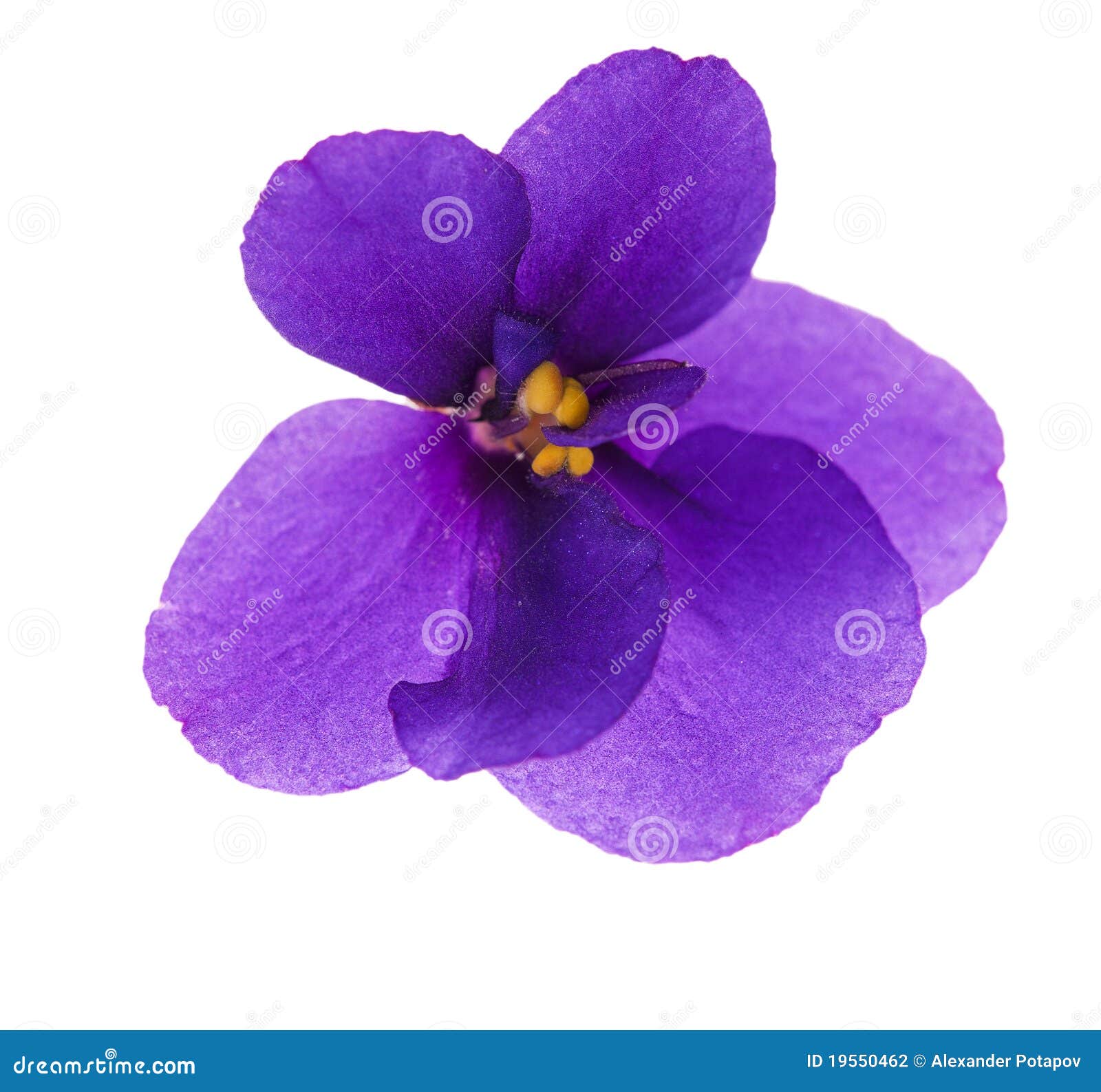 Einzelnes Einfaches Getrenntes Veilchen Stockfoto - Bild von blumen ...