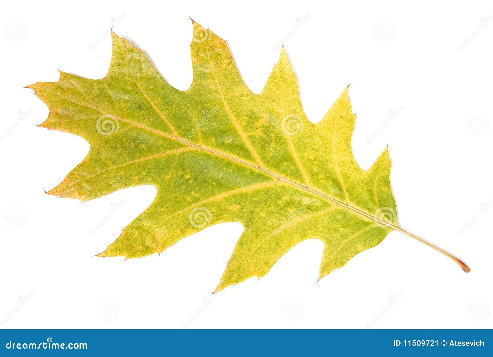 Einzelnes Herbstblatt Stockbild - Bild: 11509721