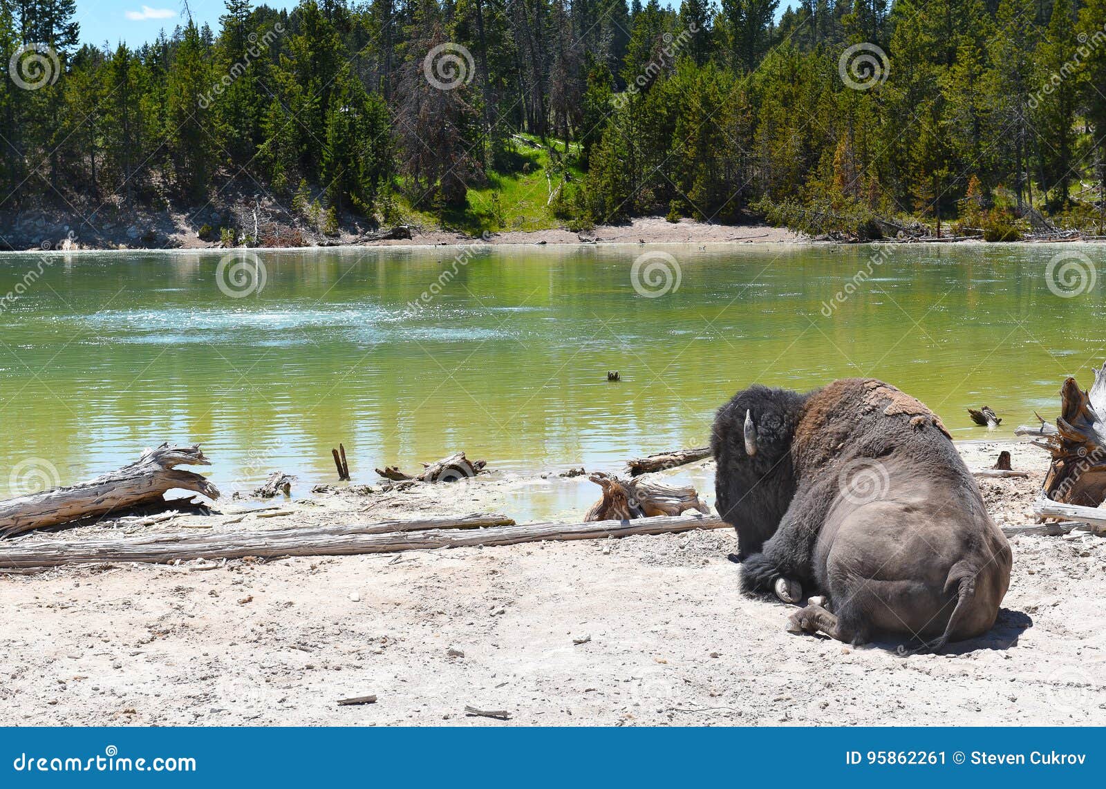 Einziger Bison Im Schlamm Volcano Area Stockbild - Bild von ...