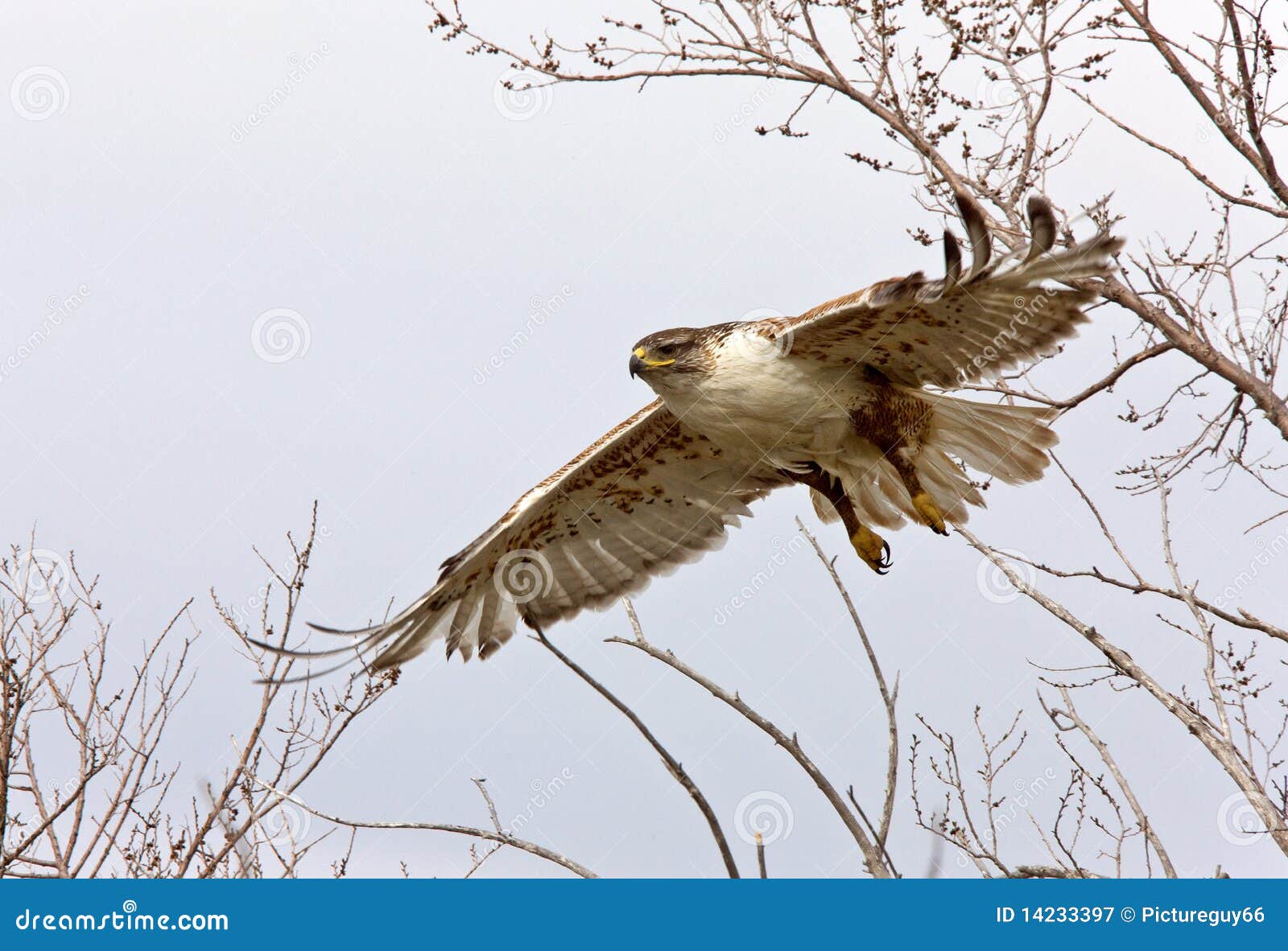 Eisenhaltiger Falke Im Flug Stockbild - Bild von nave, majestätisch ...
